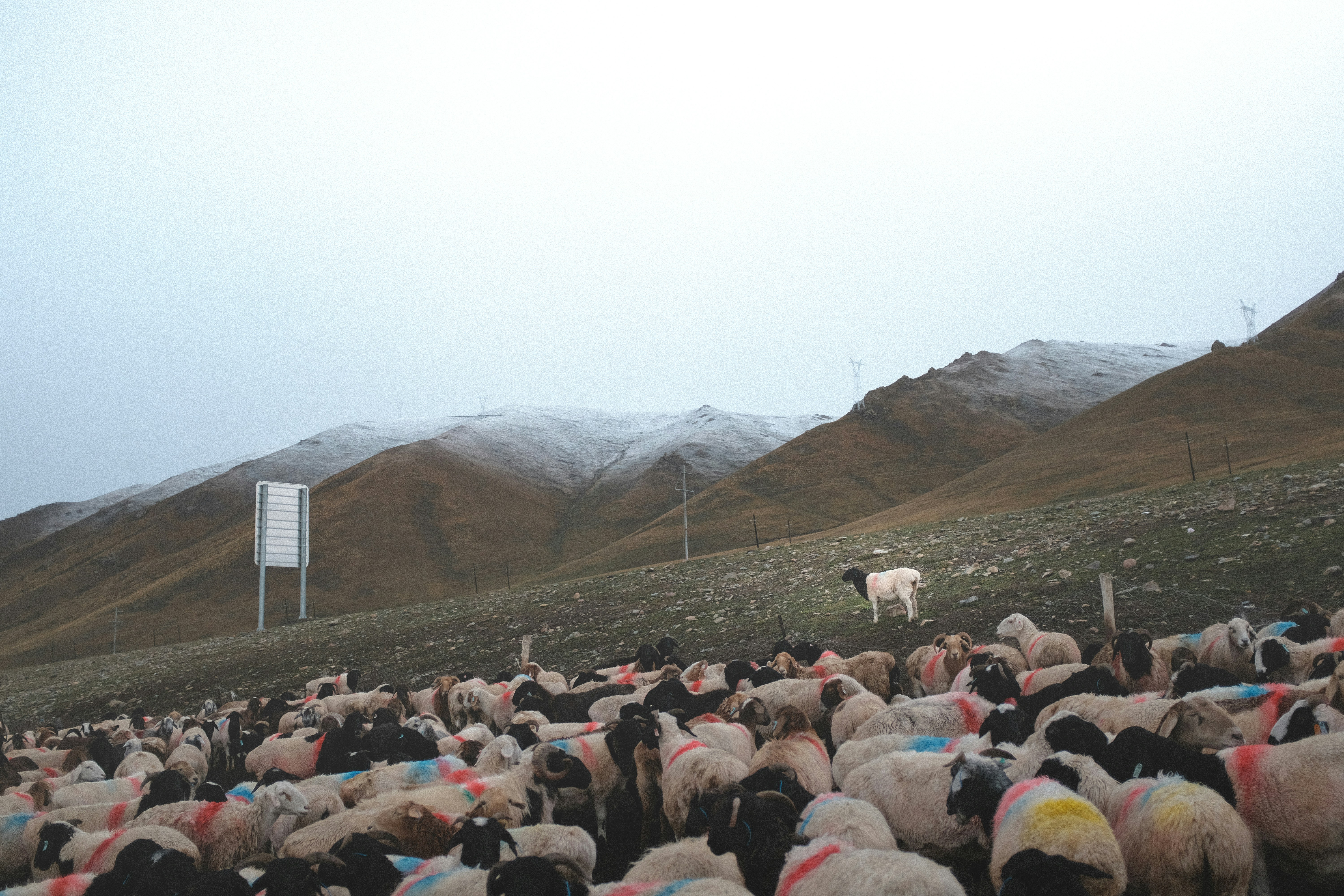 Rugged Herd: Sheep Clustering Against Snow-Dusted Hills