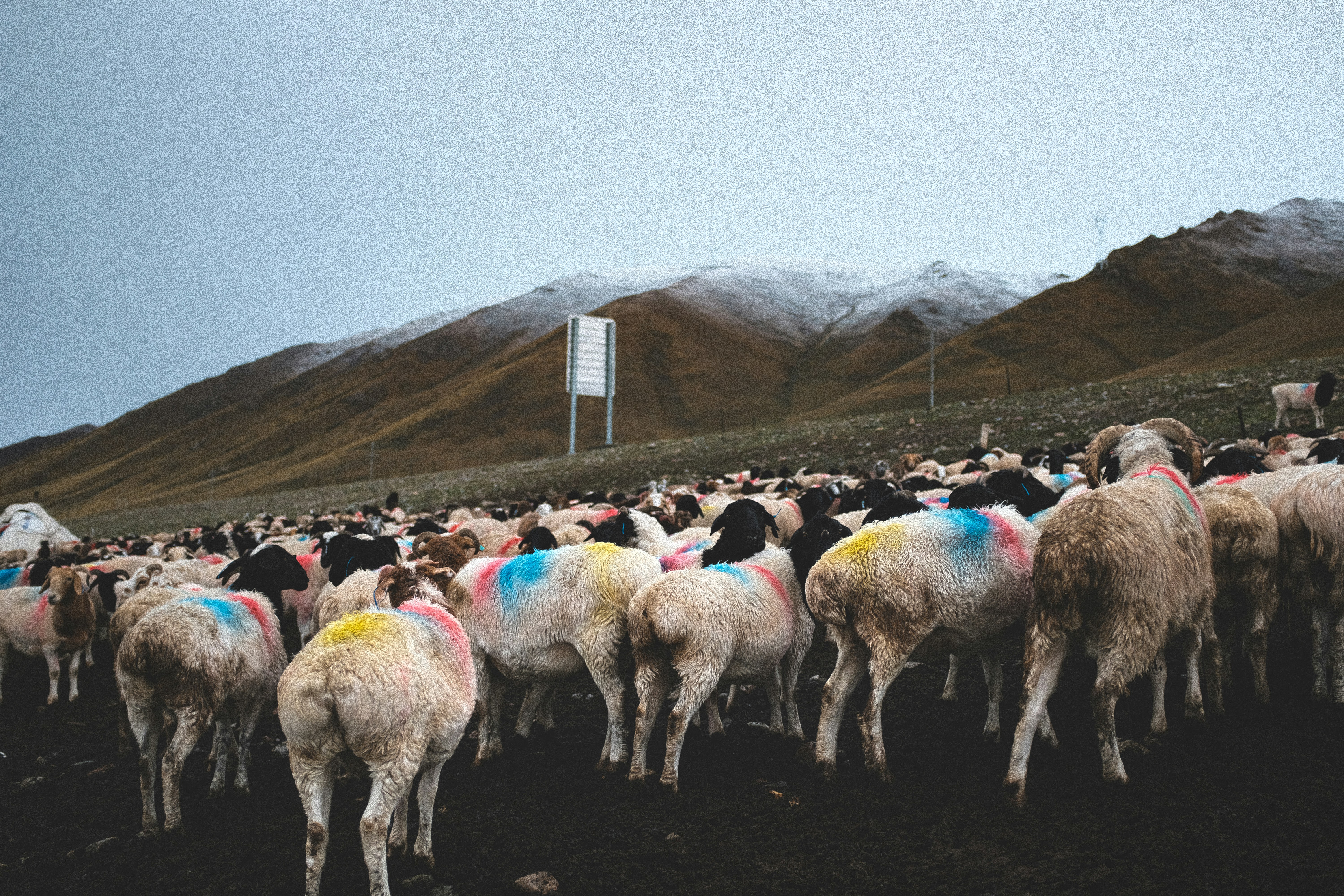 Herd of Sheep Painting the Hillside with Marked Color