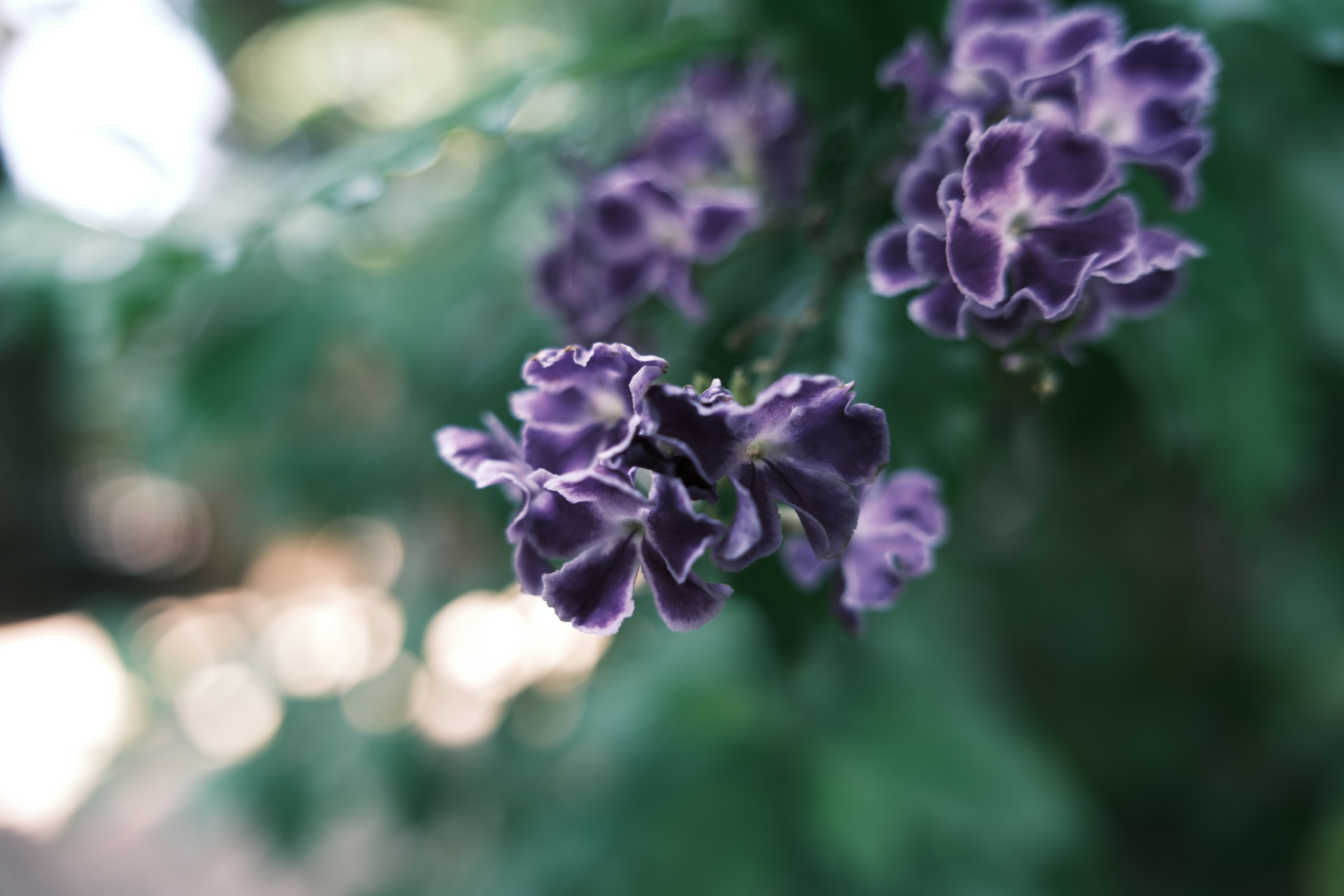Purple edge: blossoms in soft focus against a sunlit green backdrop