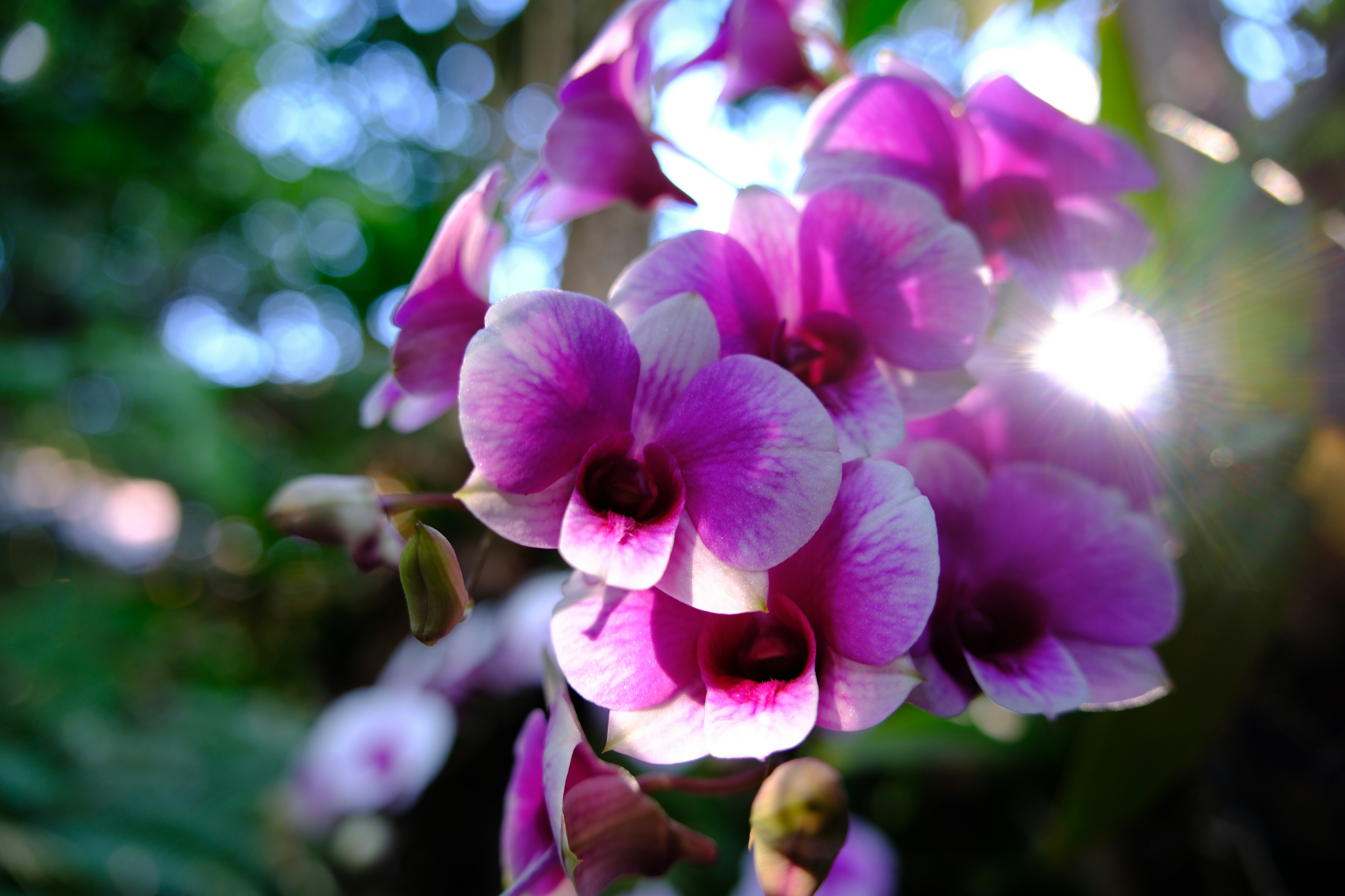 Vivid Orchid Cluster in Soft Backlight