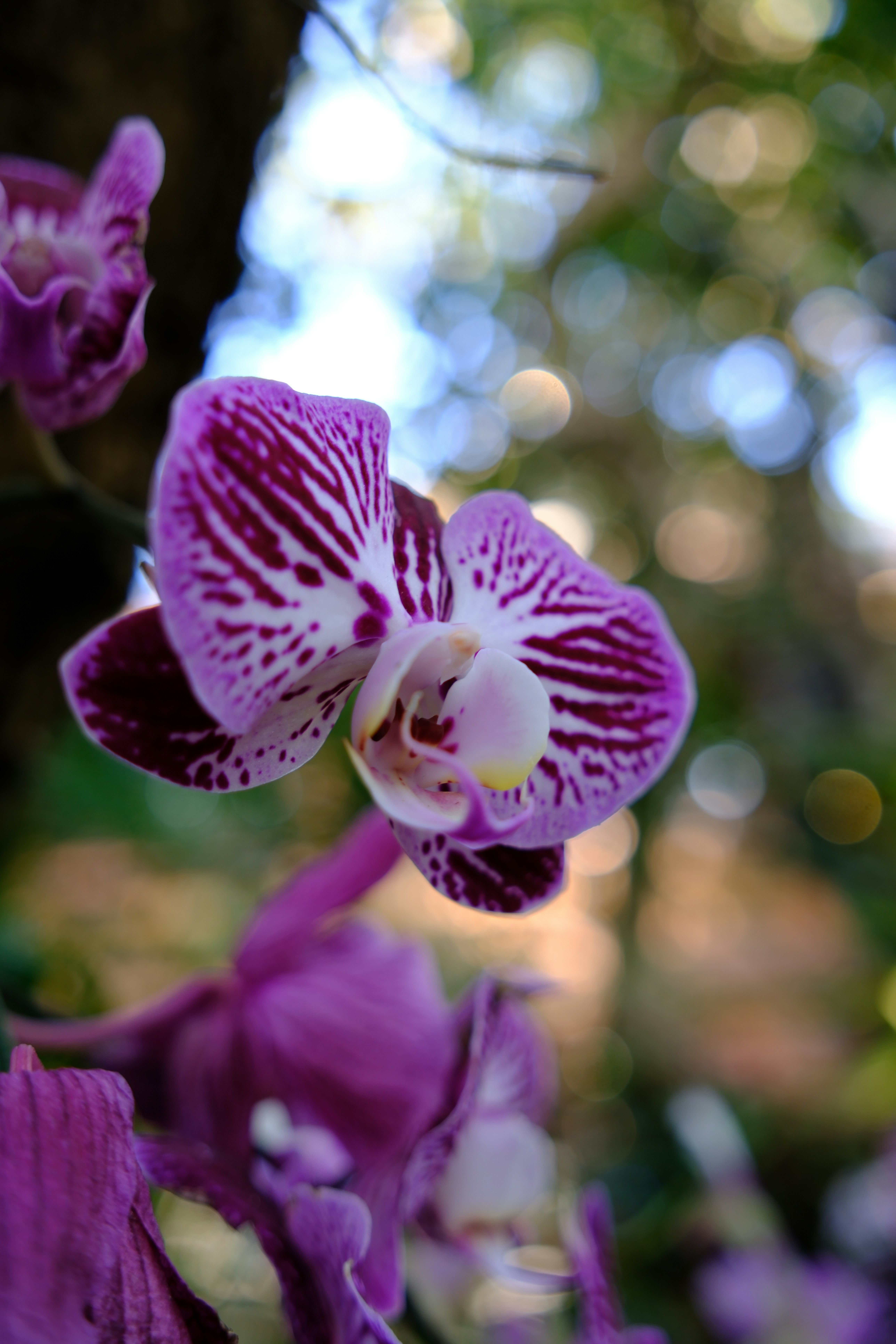 Purple Orchid in Soft Bokeh Glow