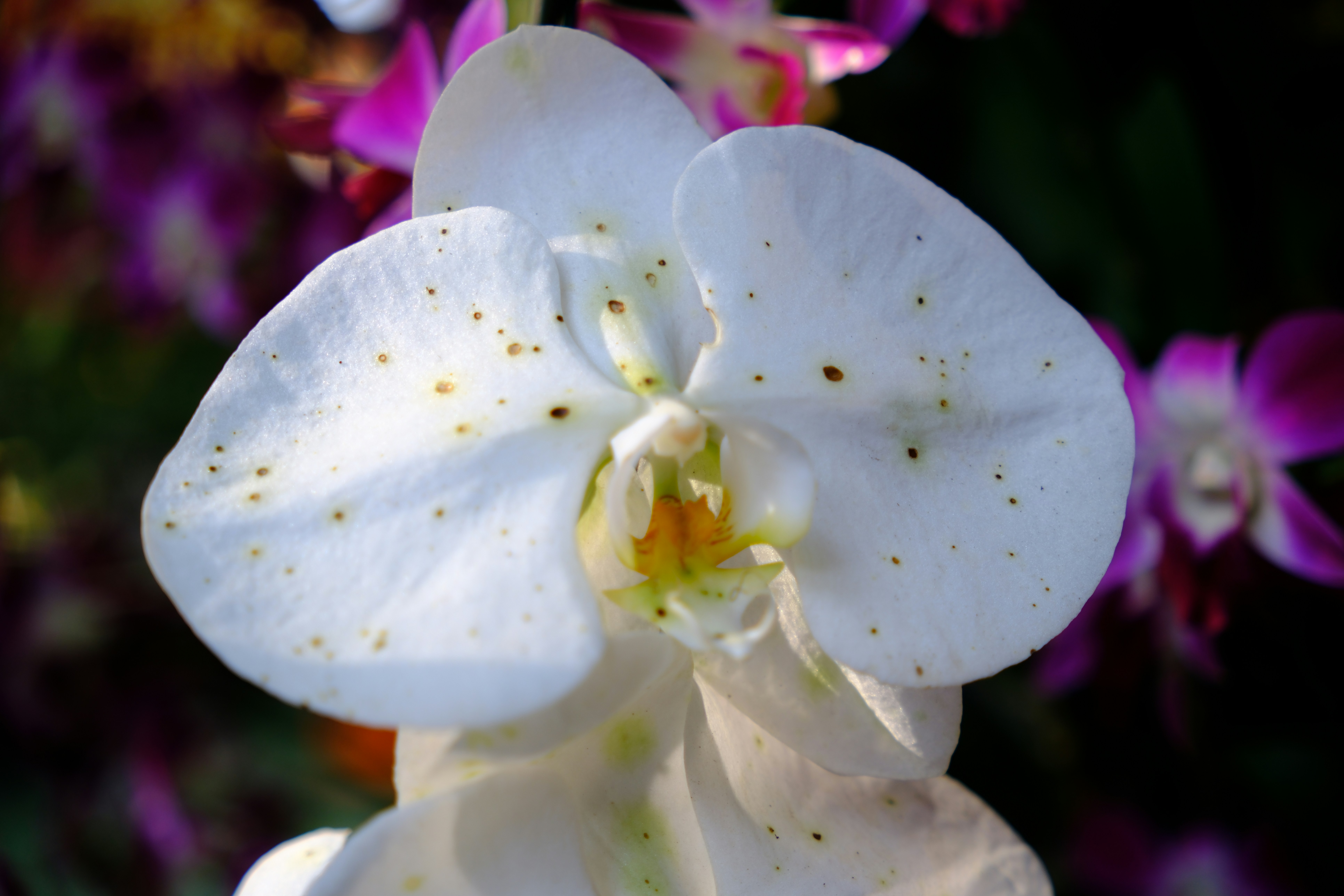 White Orchid Close-Up: Quiet Bloom Amid Colorful Blur