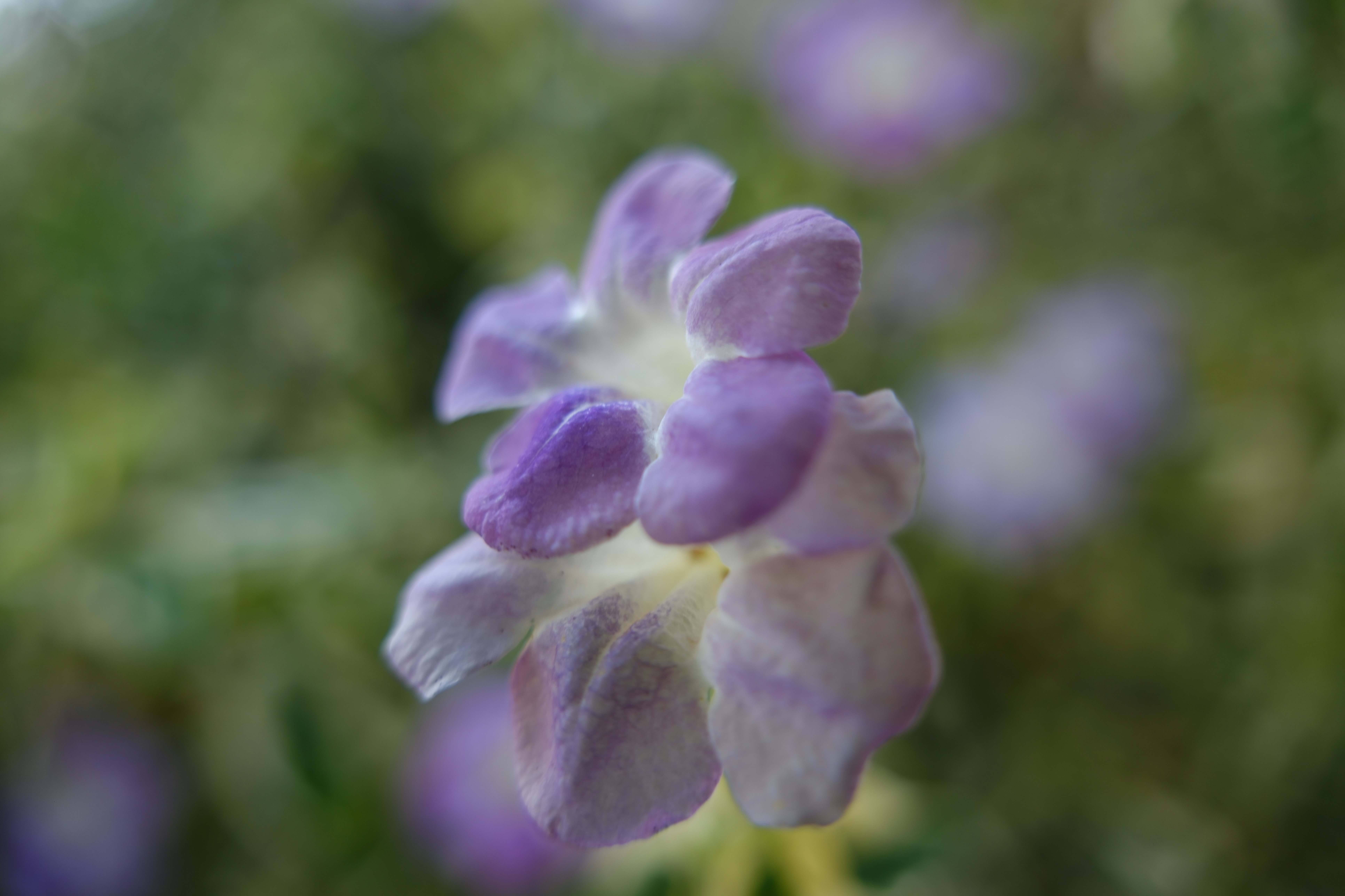 Soft-focus Violet Bloom with Gentle Bokeh