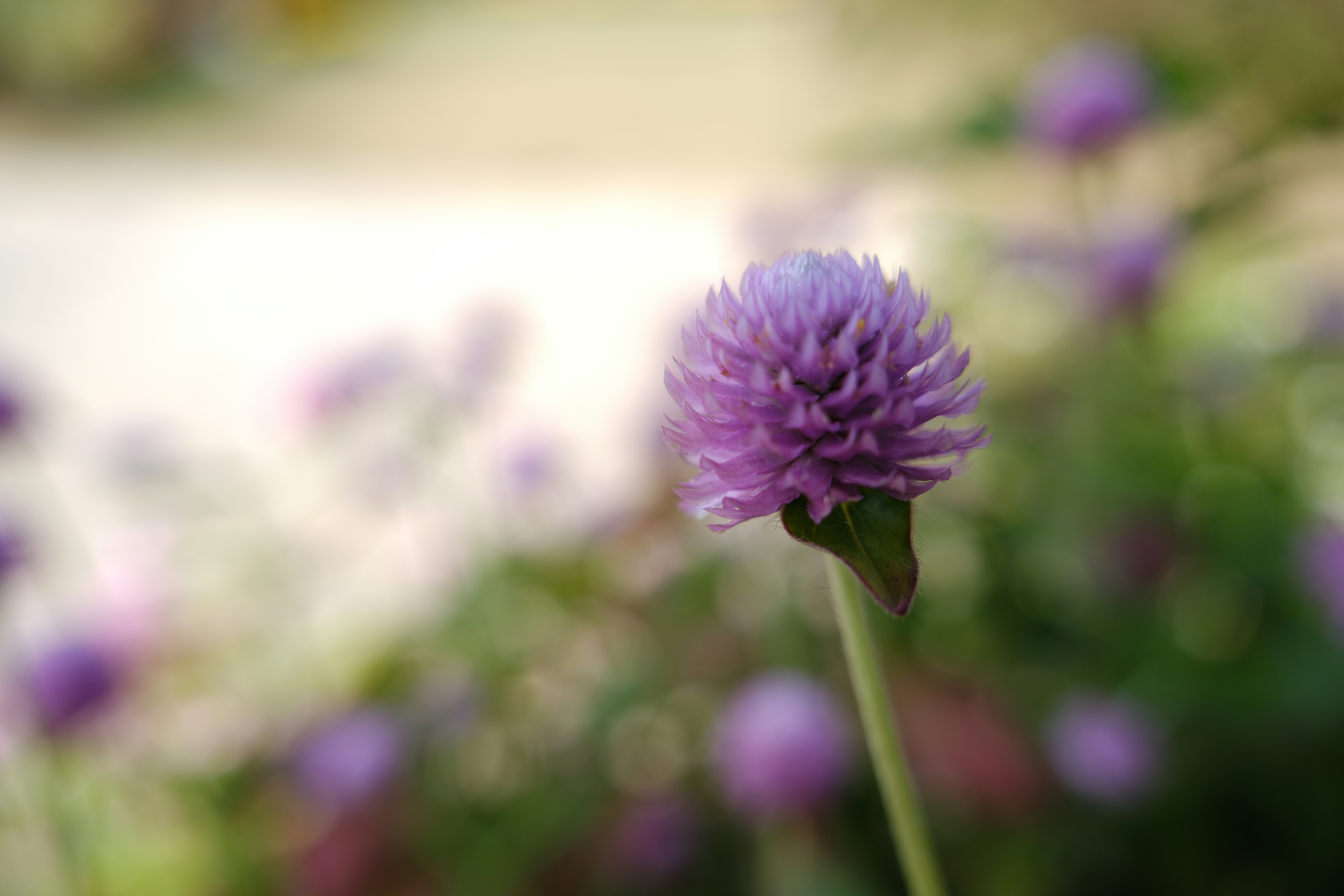 Purple bloom in soft-focus garden spotlight