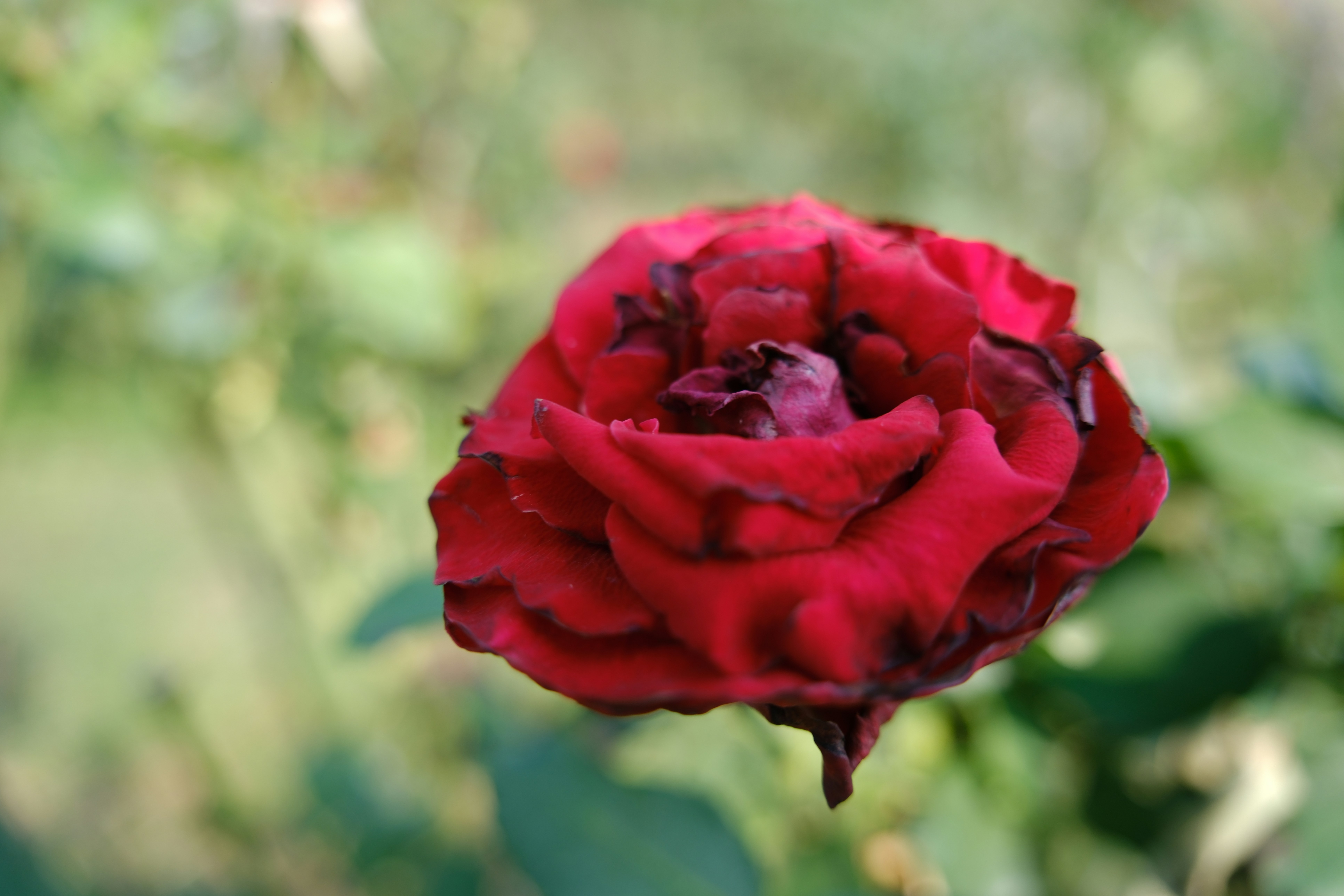 Crimson Rose in Soft Morning Glow