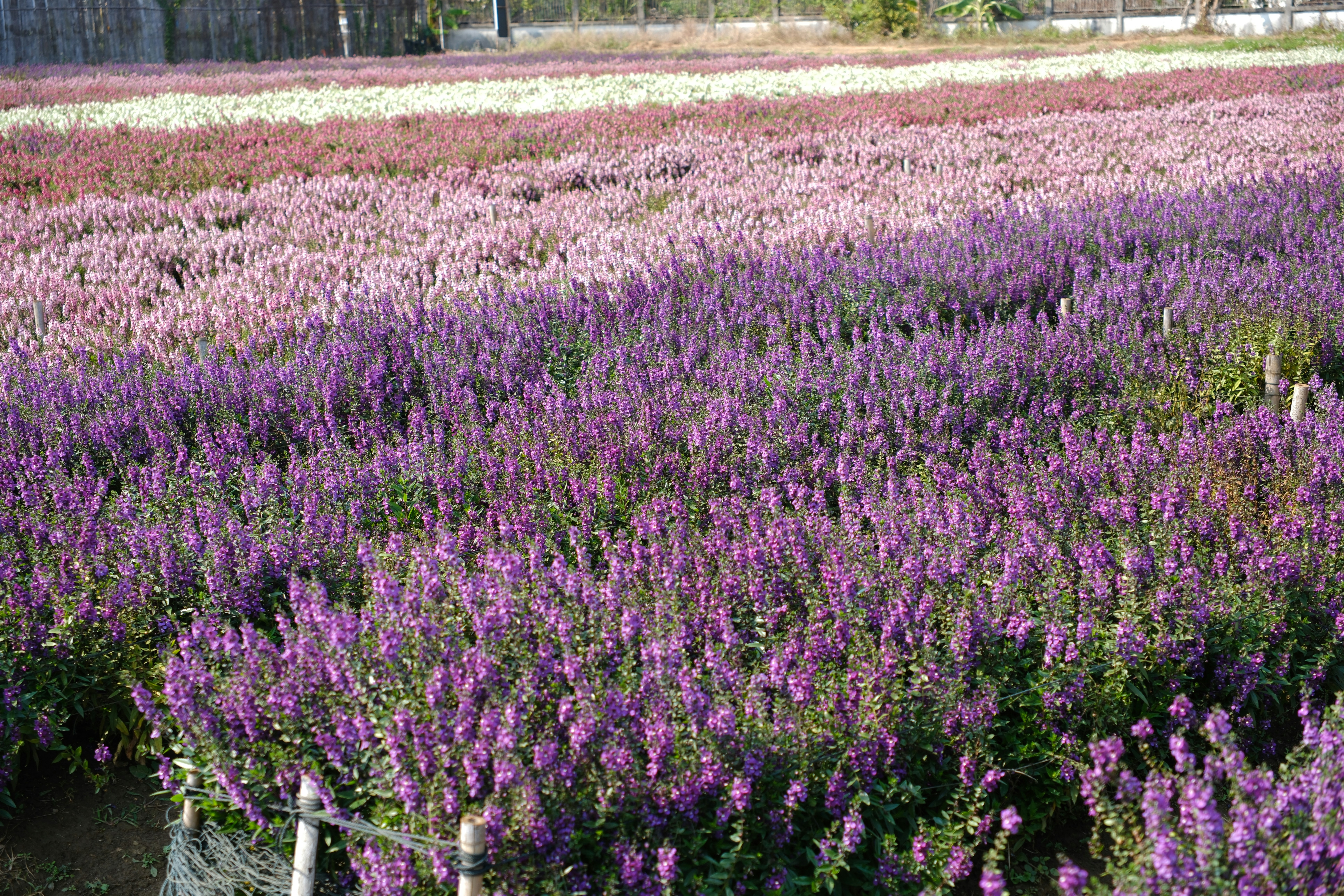 Lavender Sea: Rows of Purple Blooms Stretching Toward the Sun