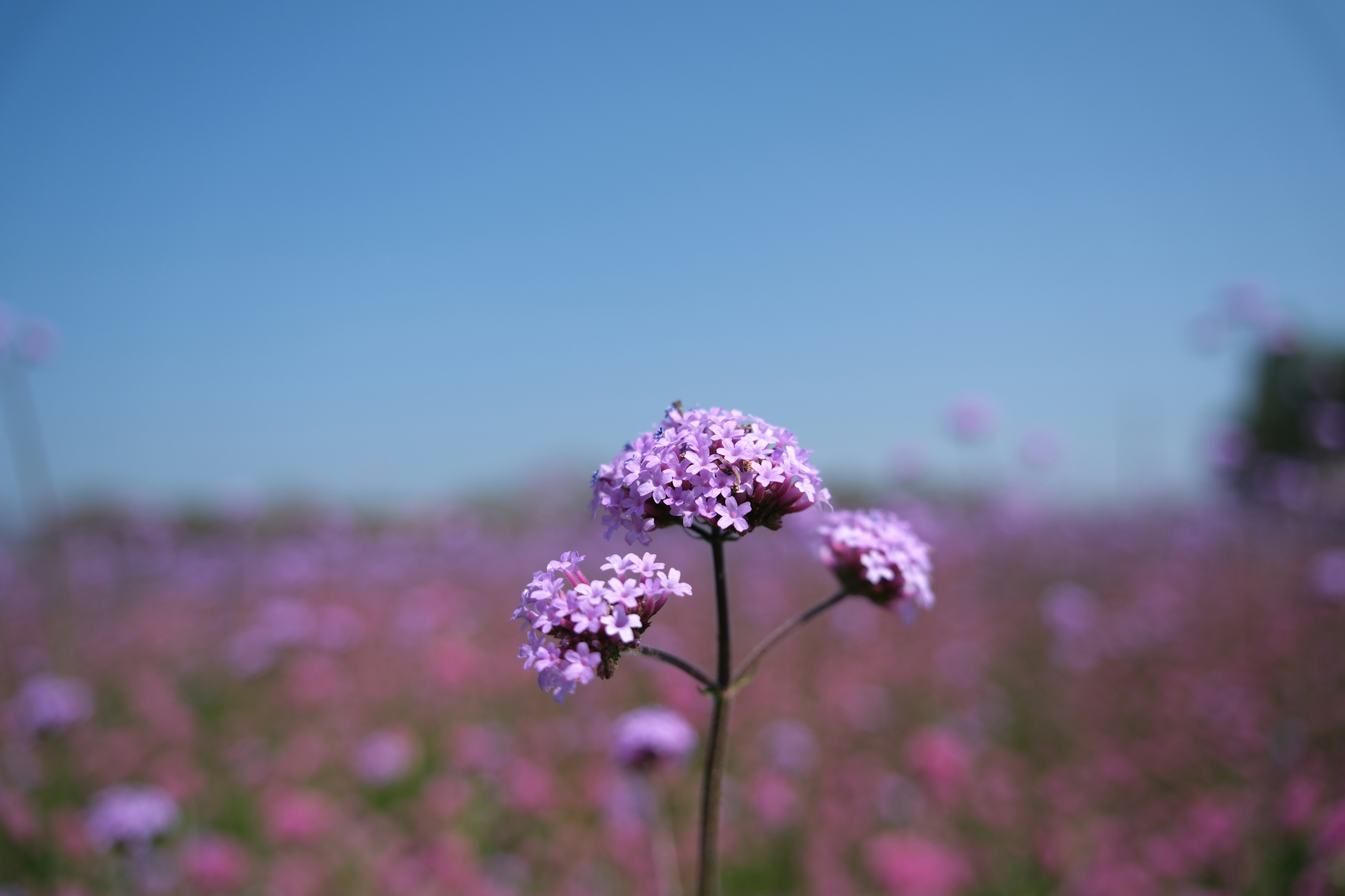 Central Bloom: A Lone Lavender Crown beneath an Expansive Sky