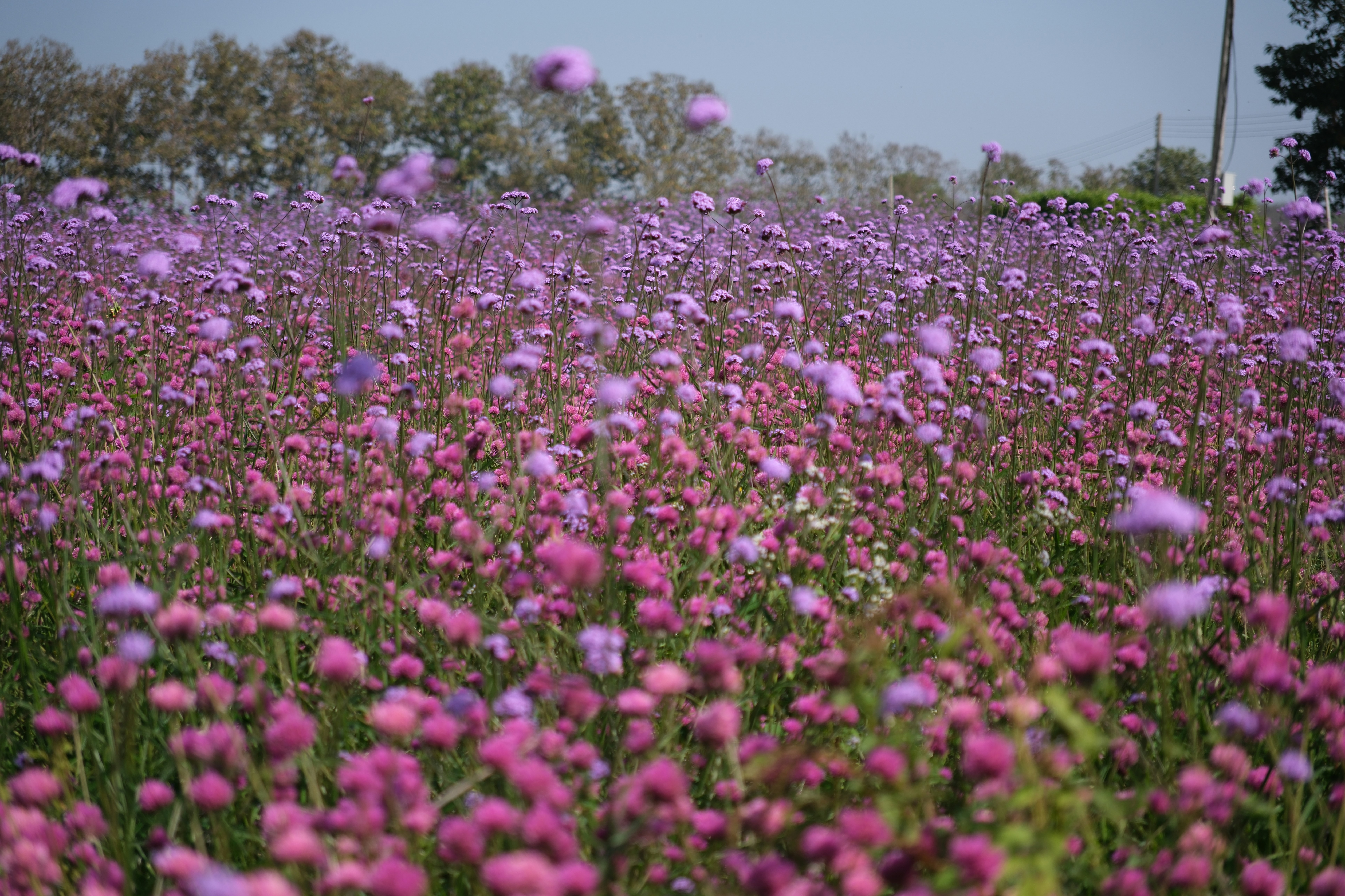 Sea of pink wildflowers stretching to the horizon with a clear blue sky above; foreground flowers in soft focus, suggesting a gentle breeze and depth.