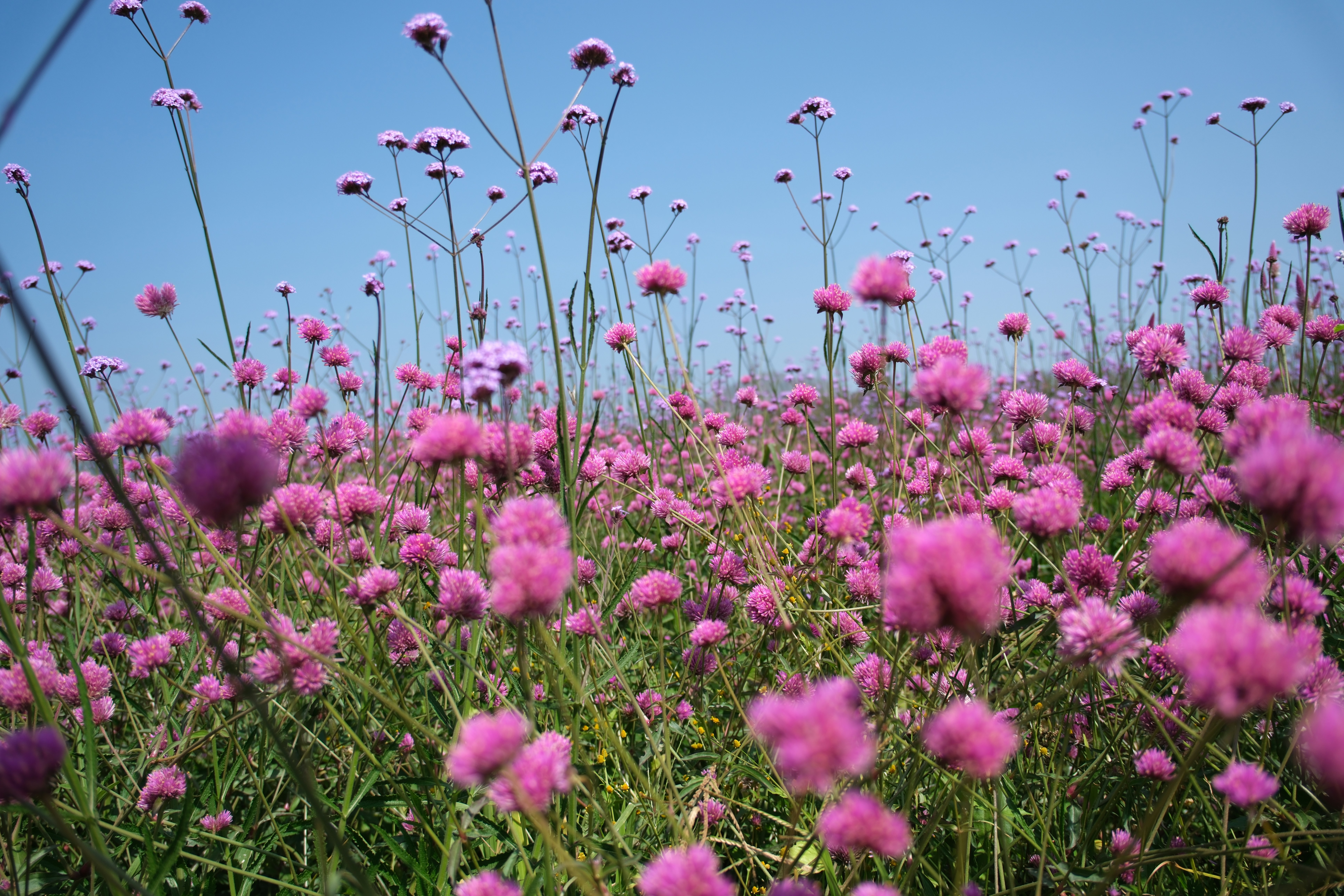 Pink Sea of Blooms Under a Clear Blue Sky