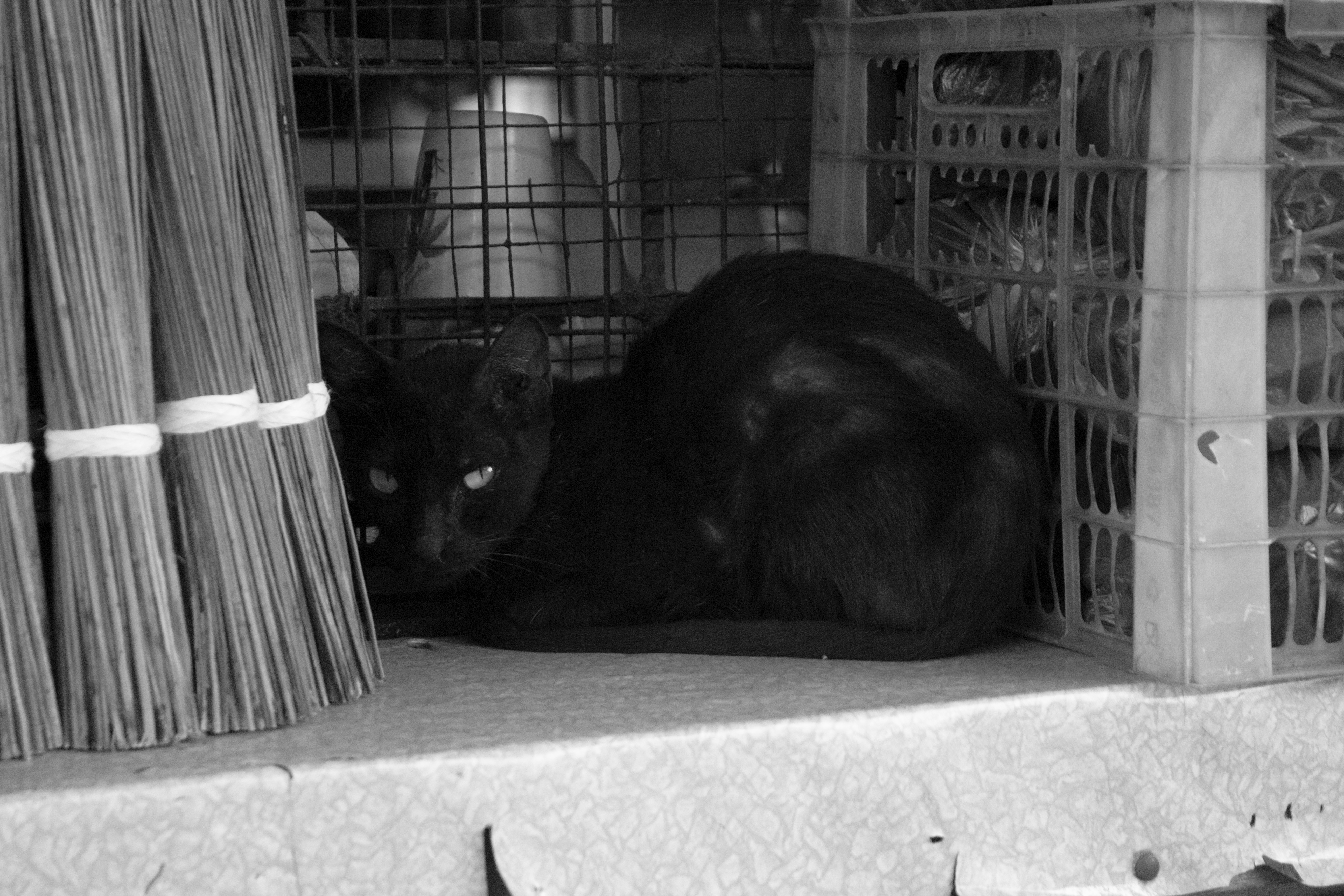 Shadowed Black Cat in a Crate Nook