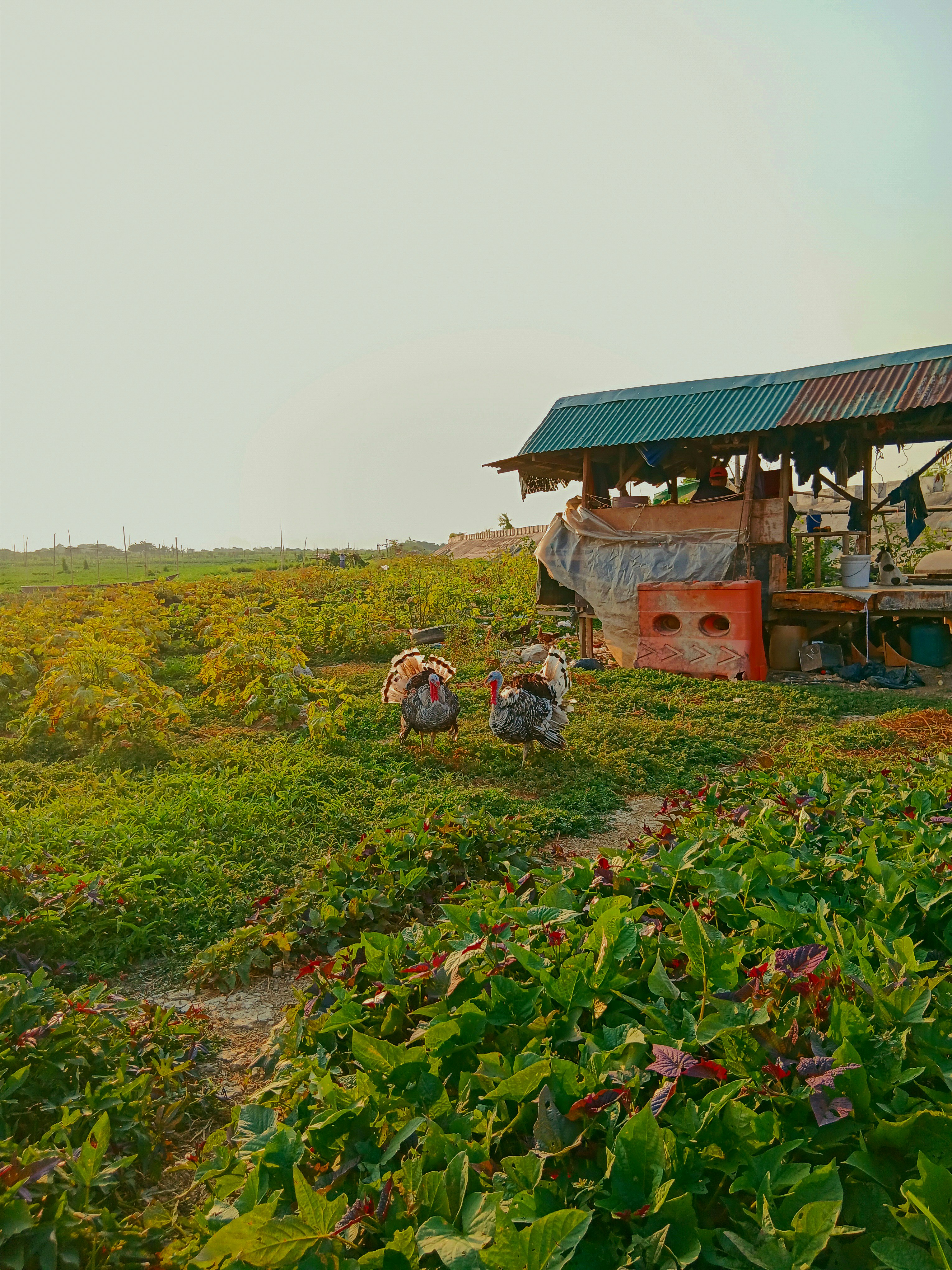 Chicken coop by the vegetable field at golden hour