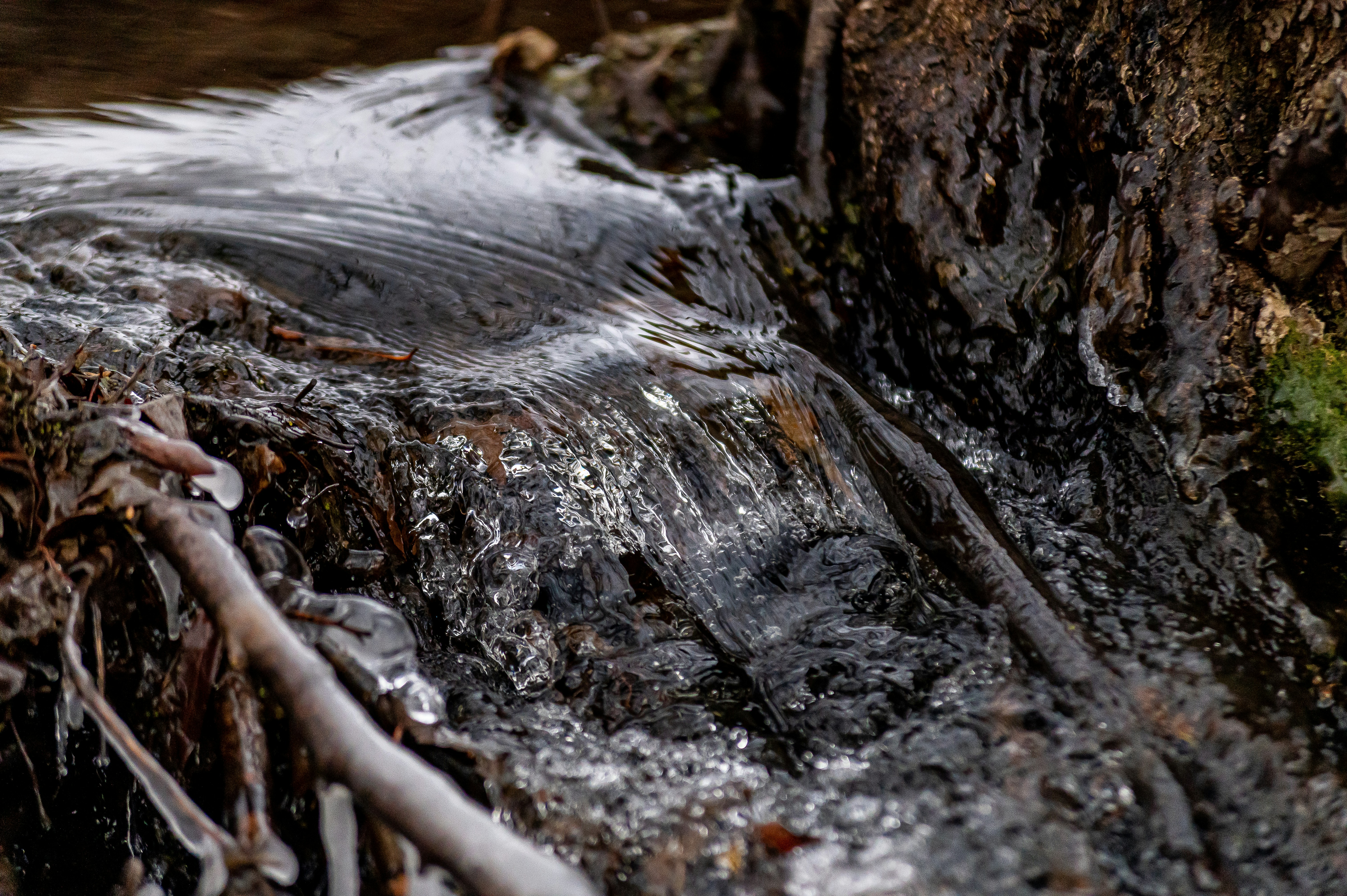 Murmuring Stream Over Weathered Roots