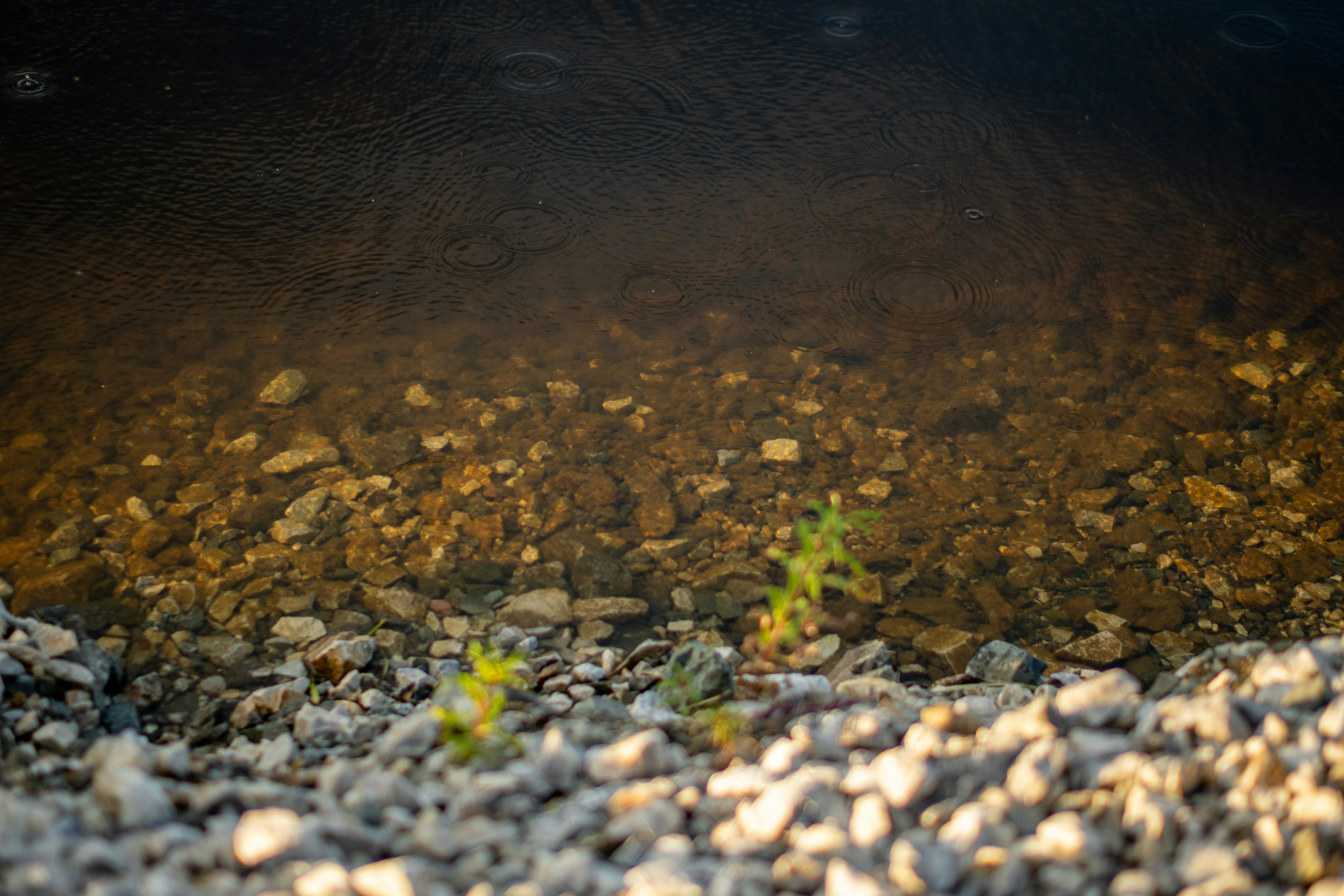 Pebble-strewn shore meeting calm brown water, with a hint of green shoots near the bank.