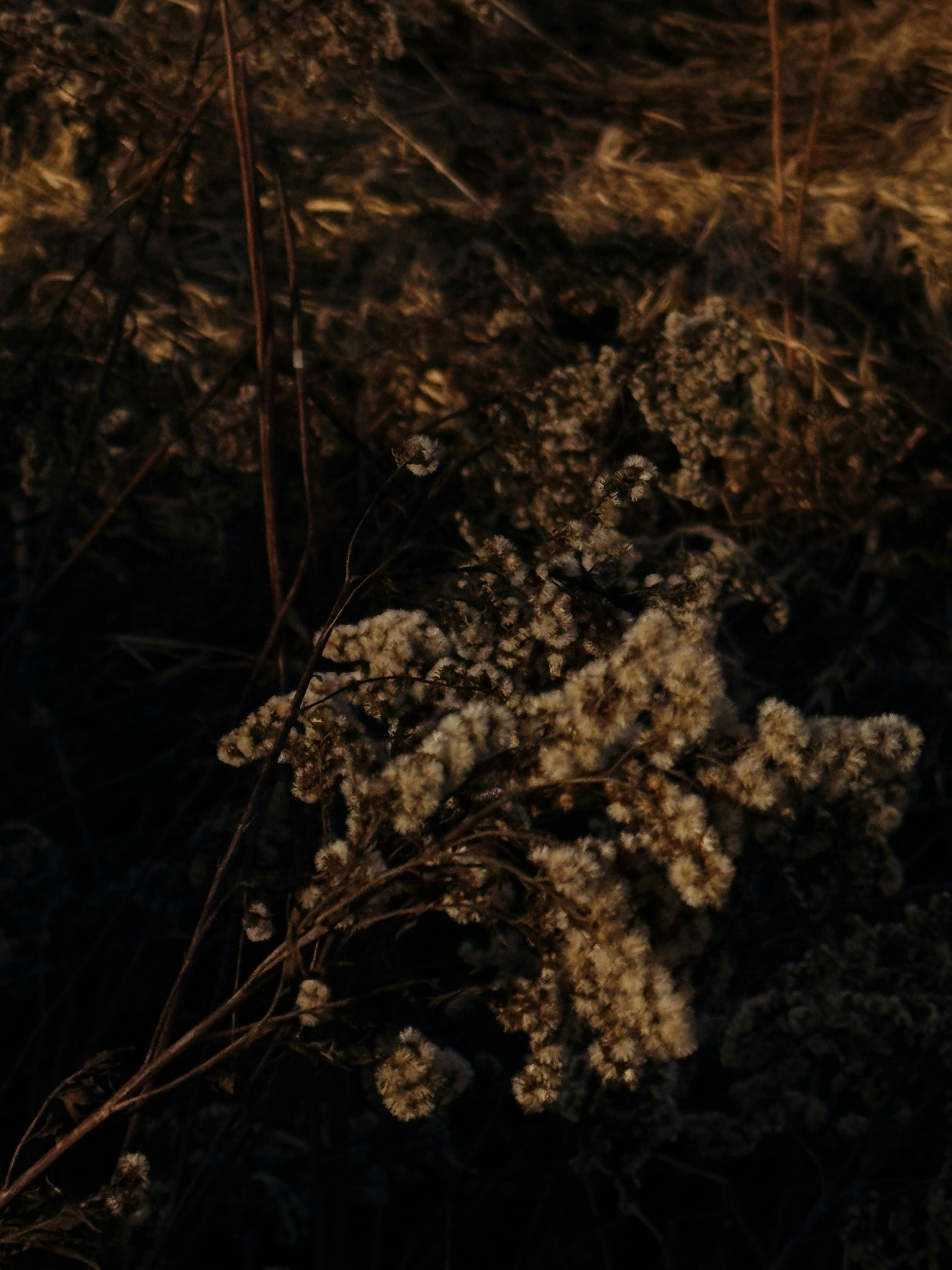Dormant Wildflowers in Amber Twilight