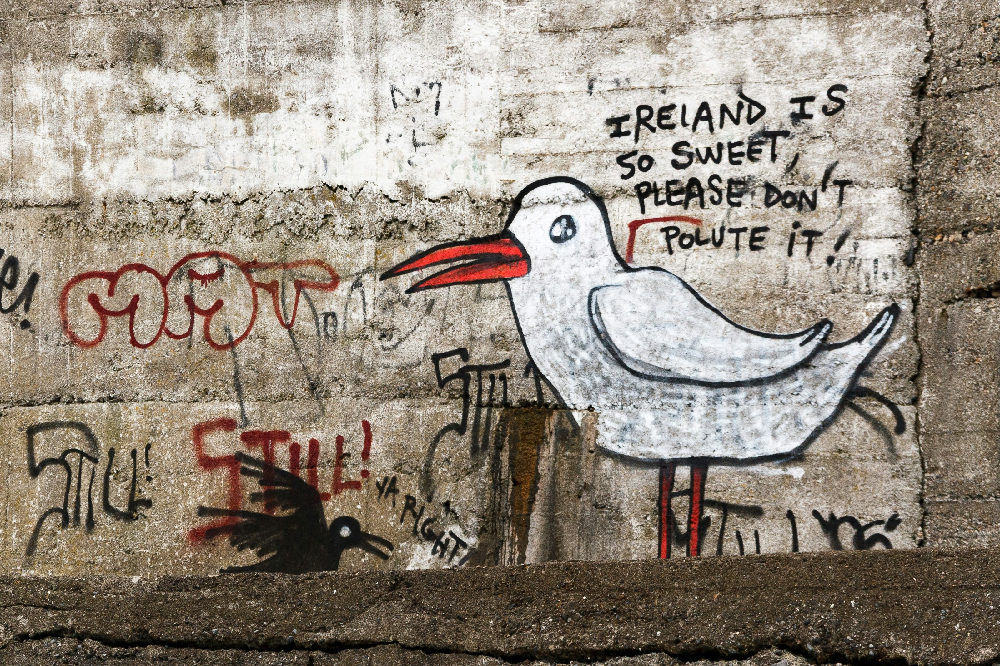 Seagull Graffiti: A Playful Warning on the Wall