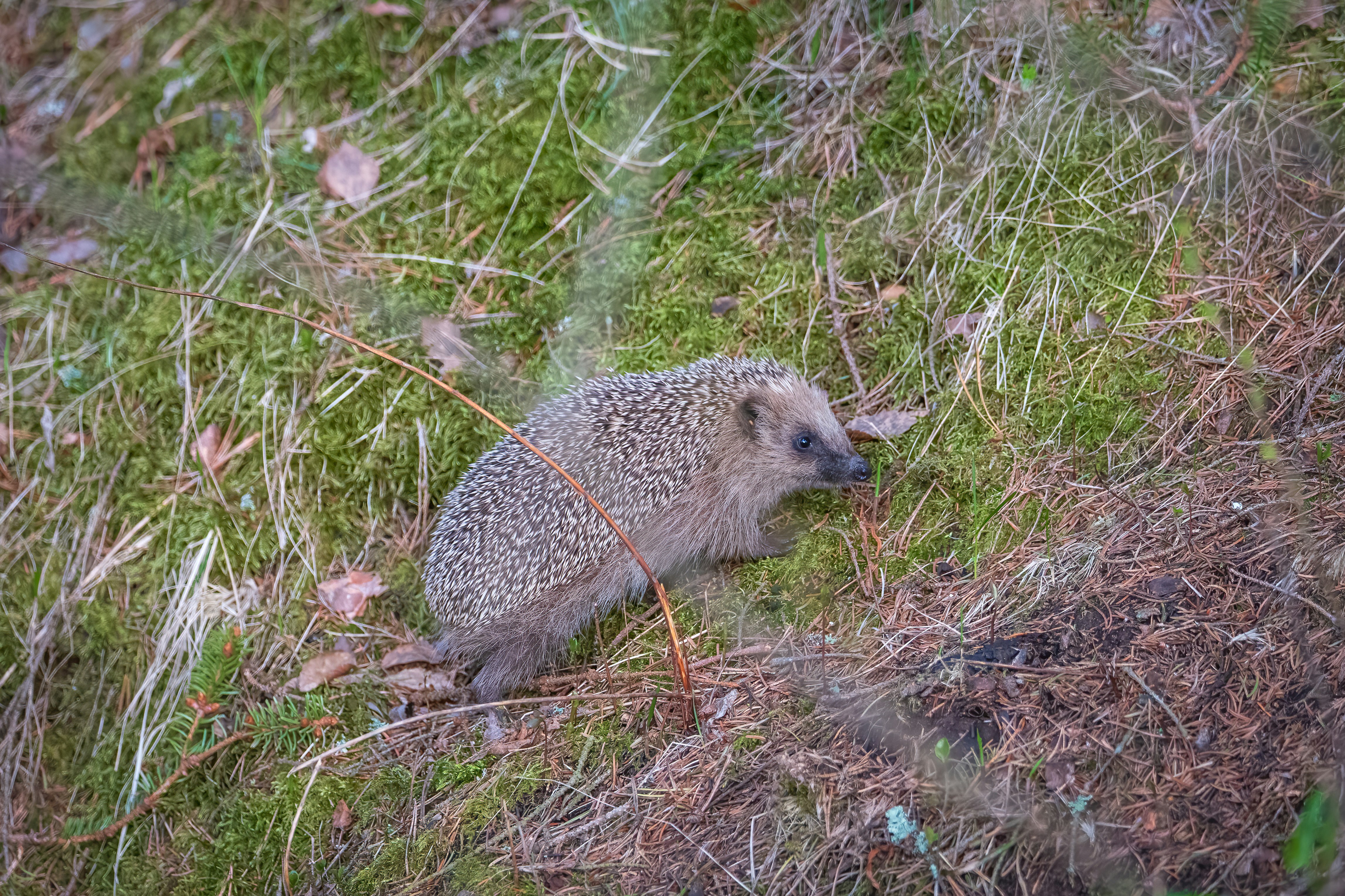The Moss-Wedge Survivor: A Pine Martenlet in Quiet Green Underbrush