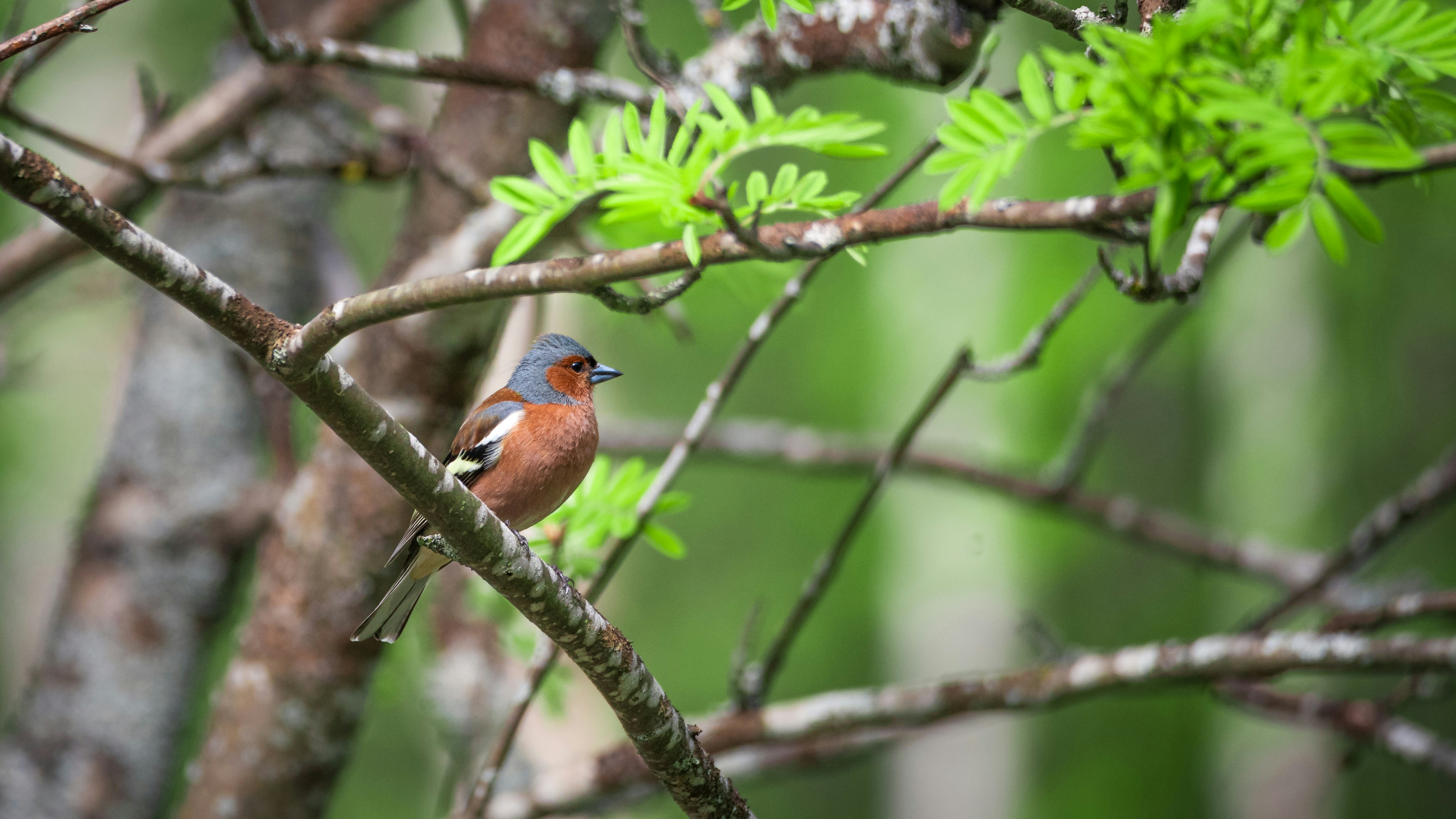 Scarlet-backed Warbler perches among fresh spring foliage