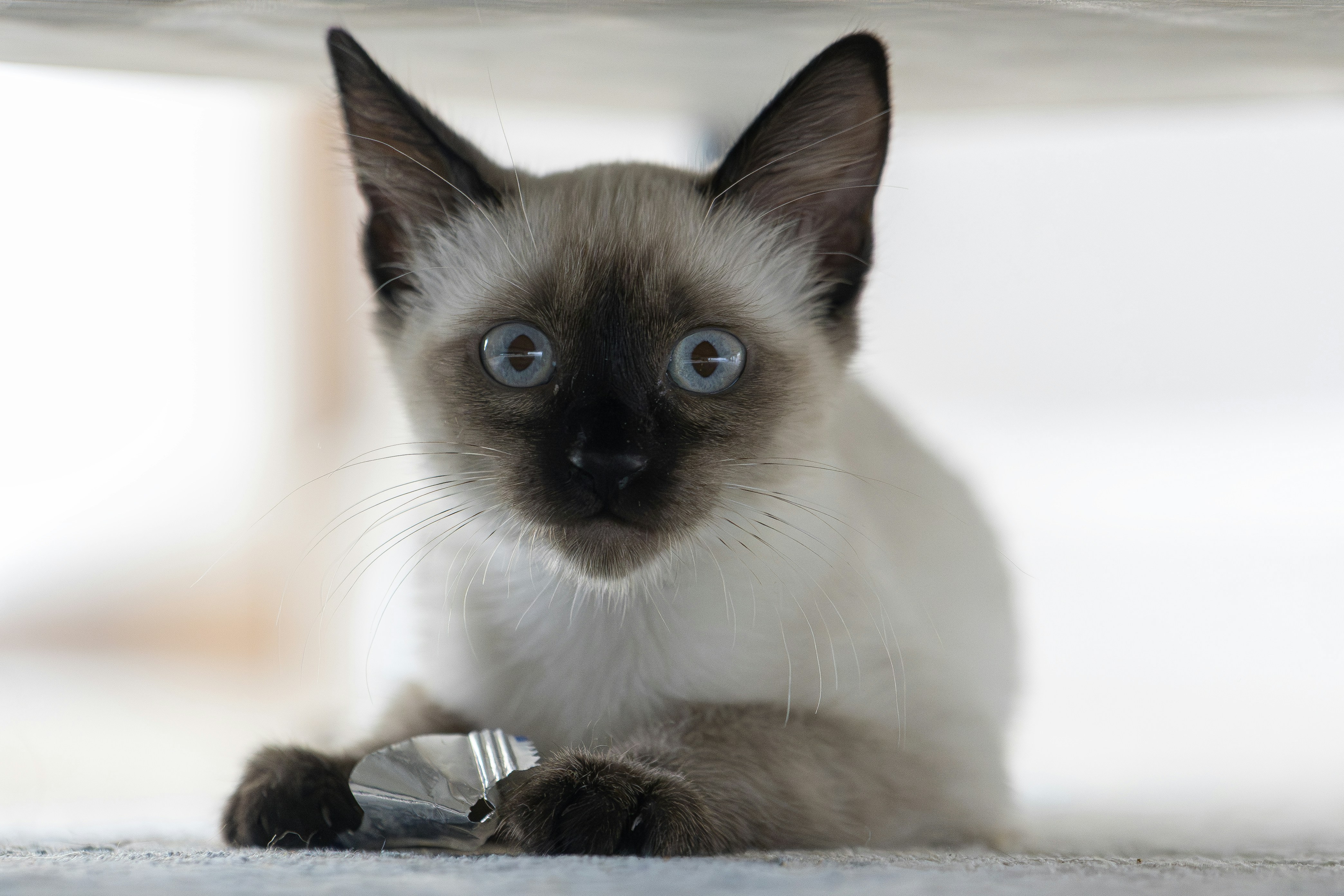 Blue-Eyed Whiskered Stare Under a Table