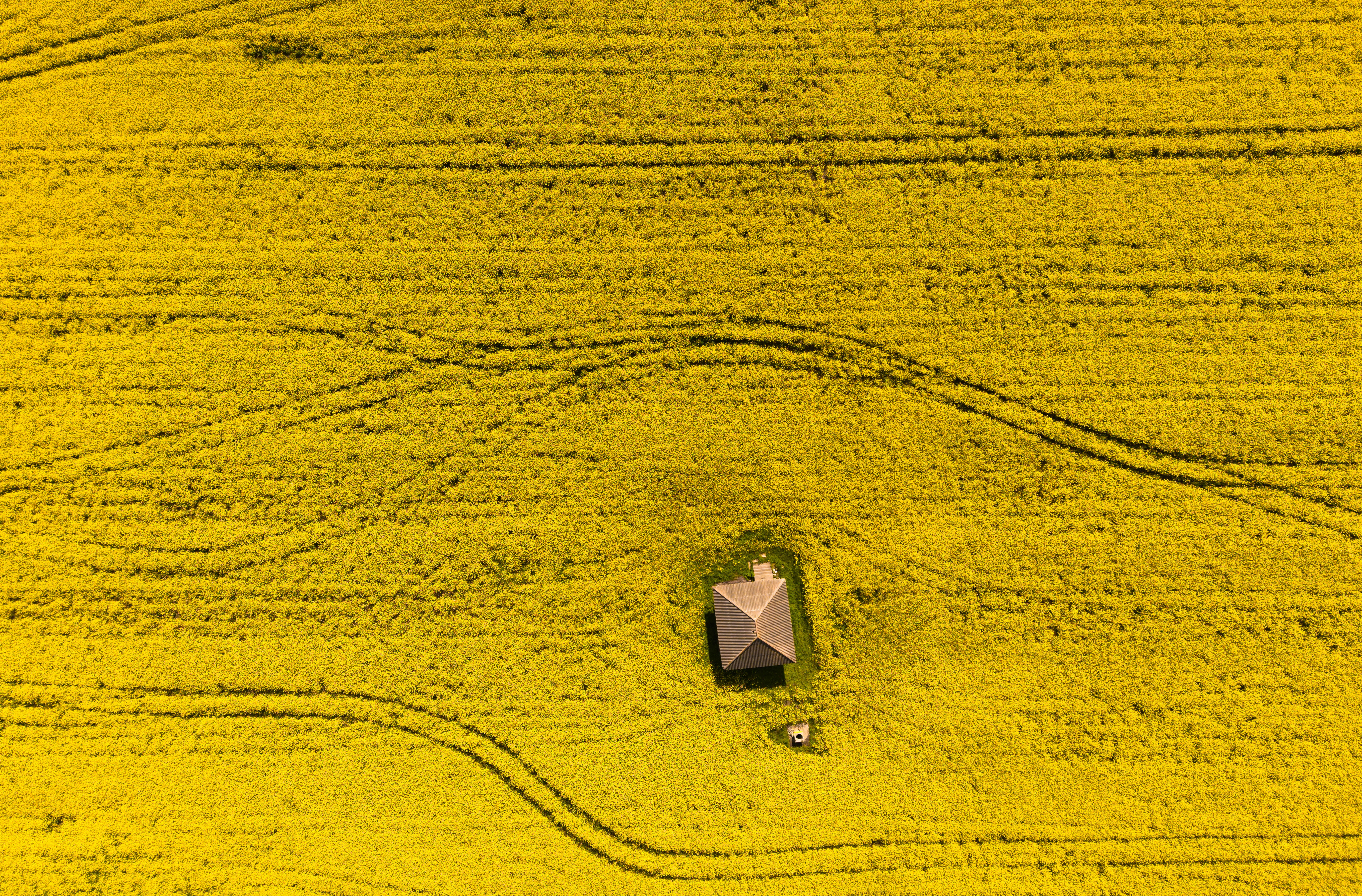 Canola Sea Over a Lone Shelter