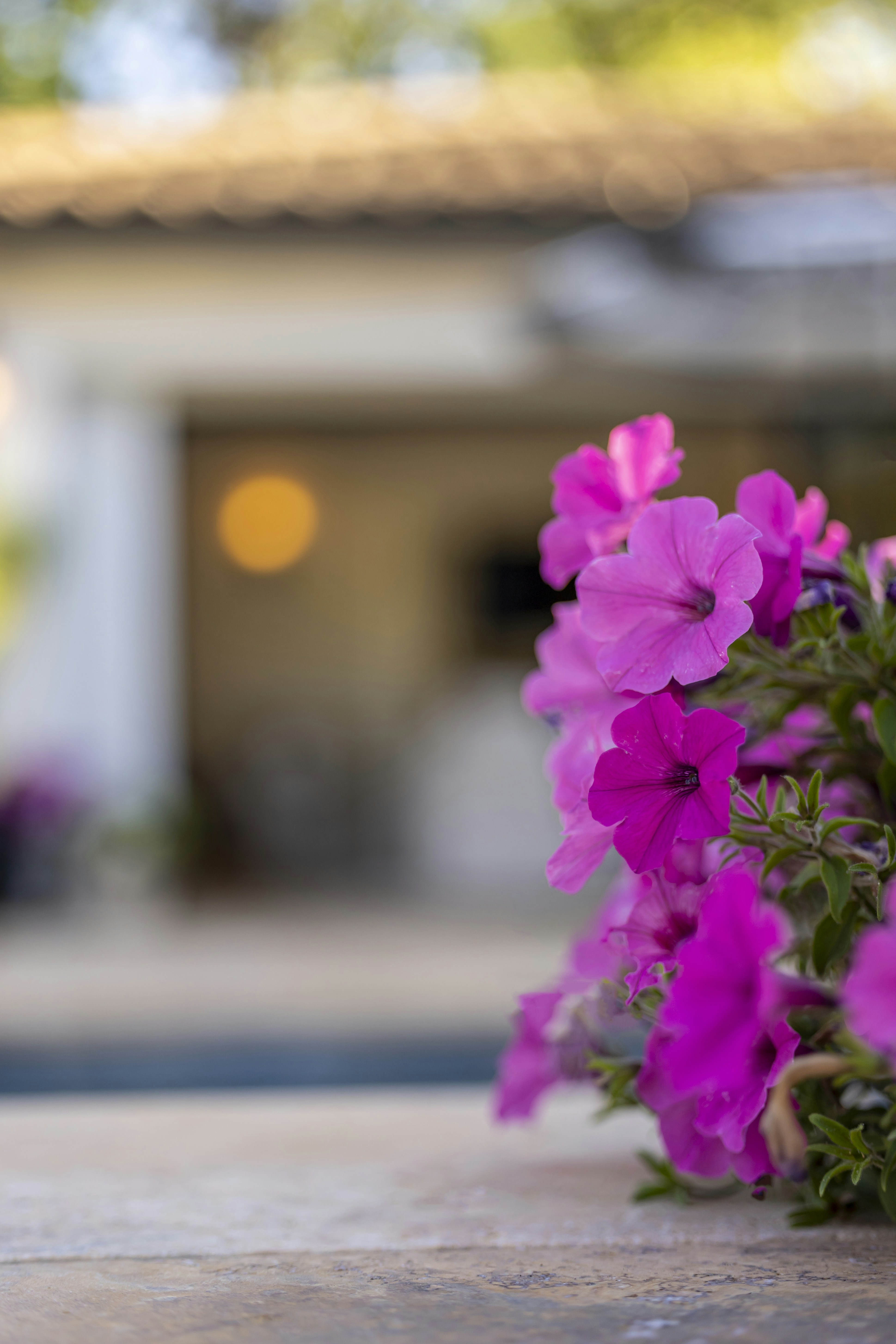 Vibrant pink petunias in sharp focus against softened background