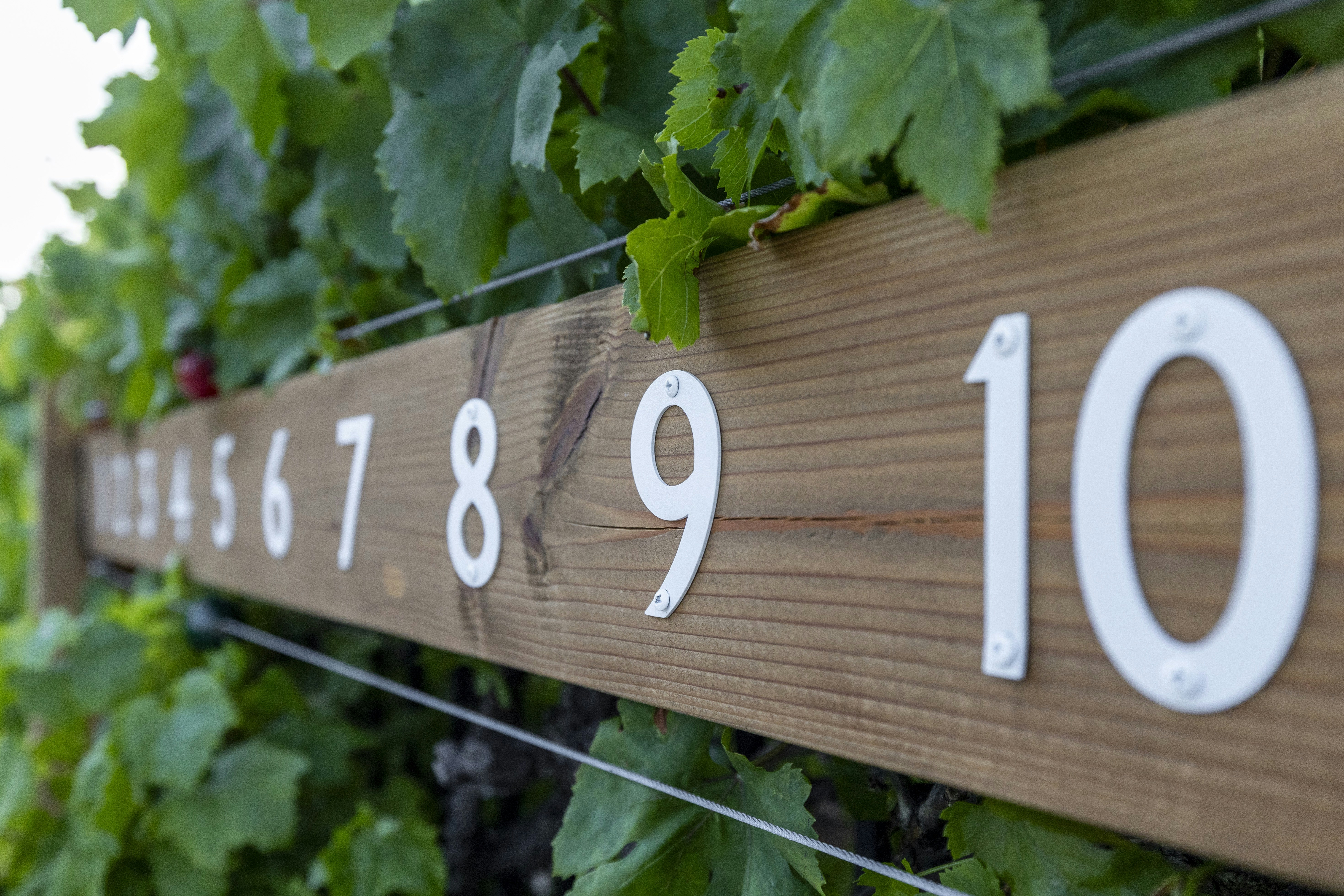 Numbers in Wood: A Quiet Ledger of Growth