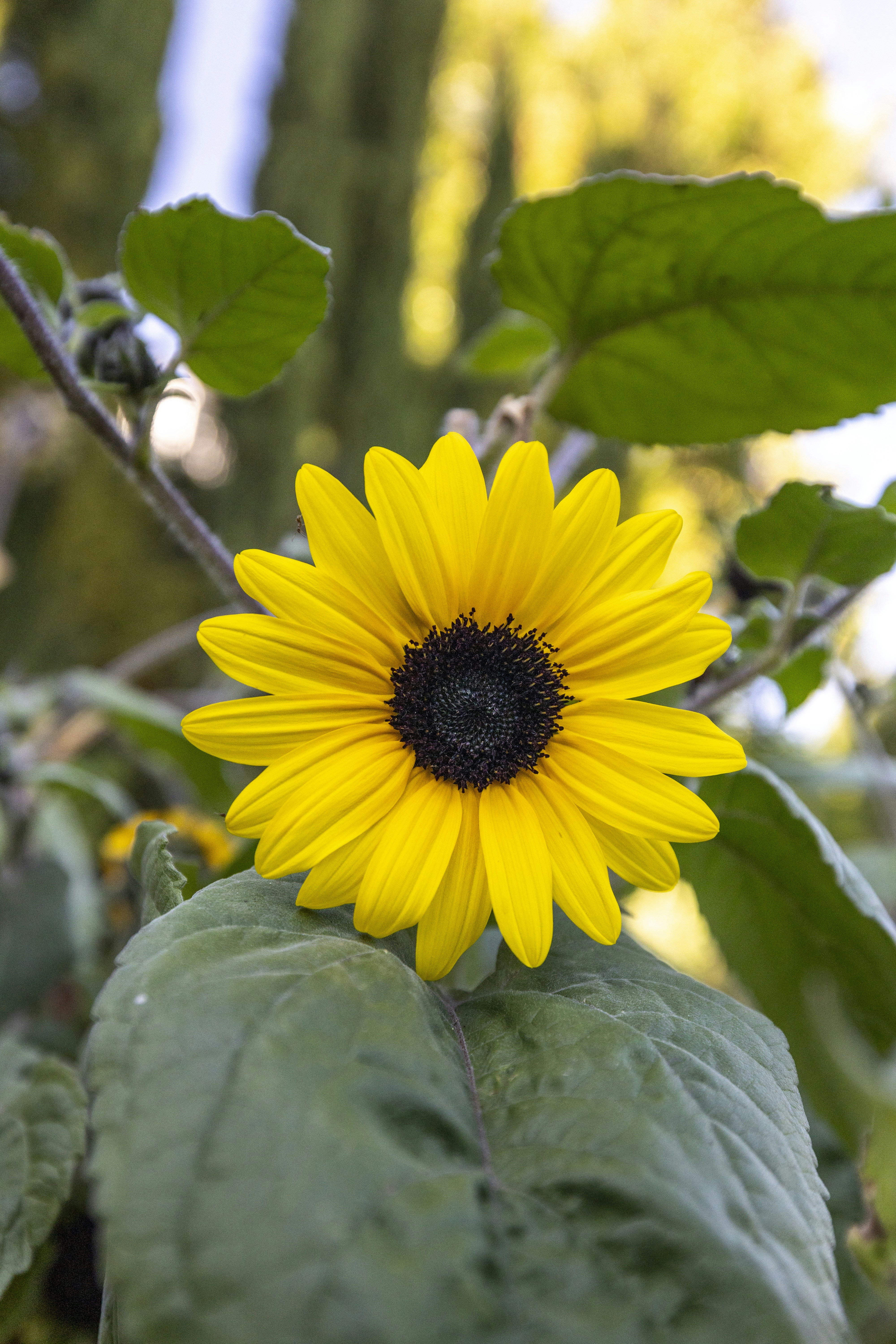 Sunburst Center: A Bright Sunflower Against a Lush Green Backdrop