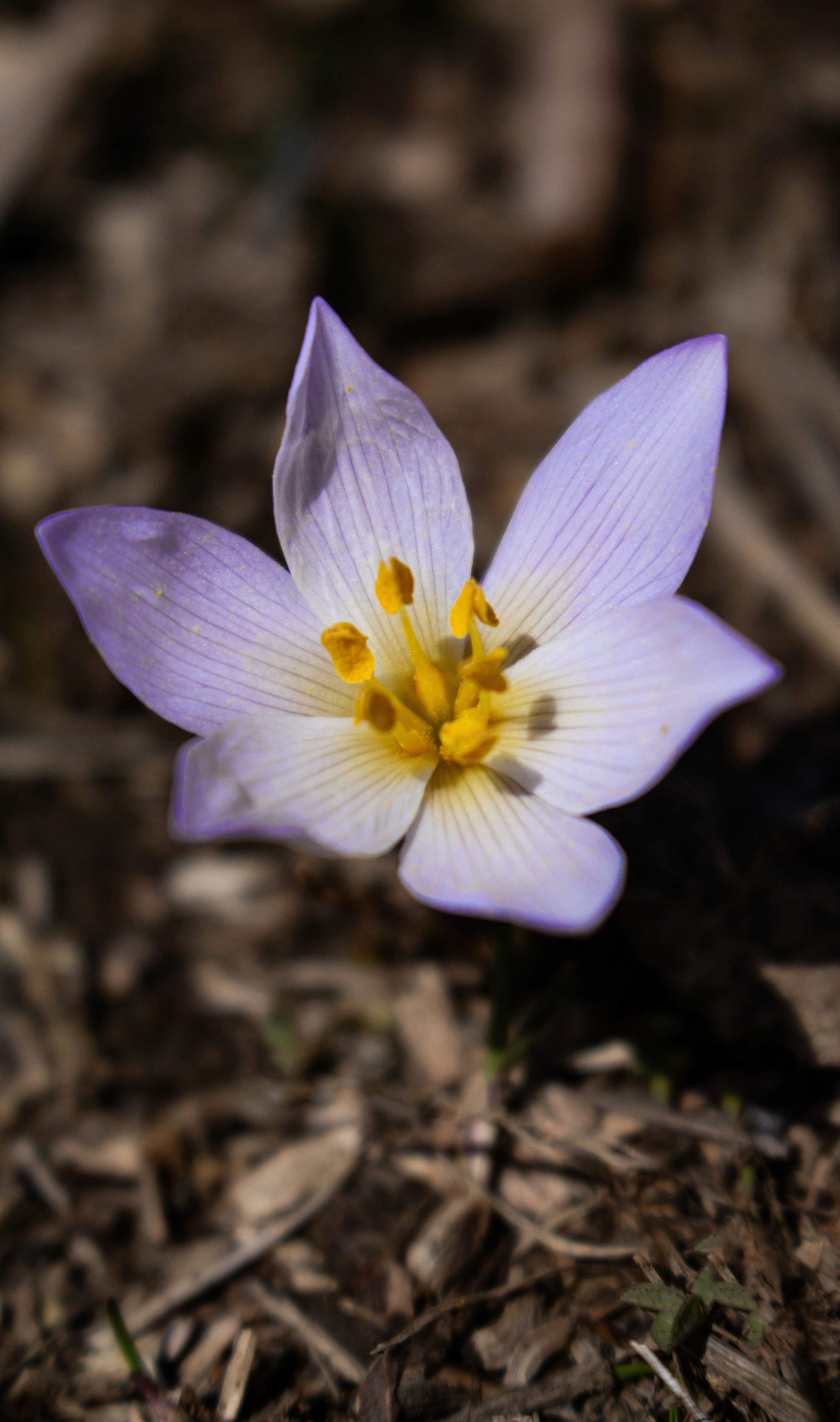 Lavender Bloom: A Delicate Flower Reaching for Sunlight
