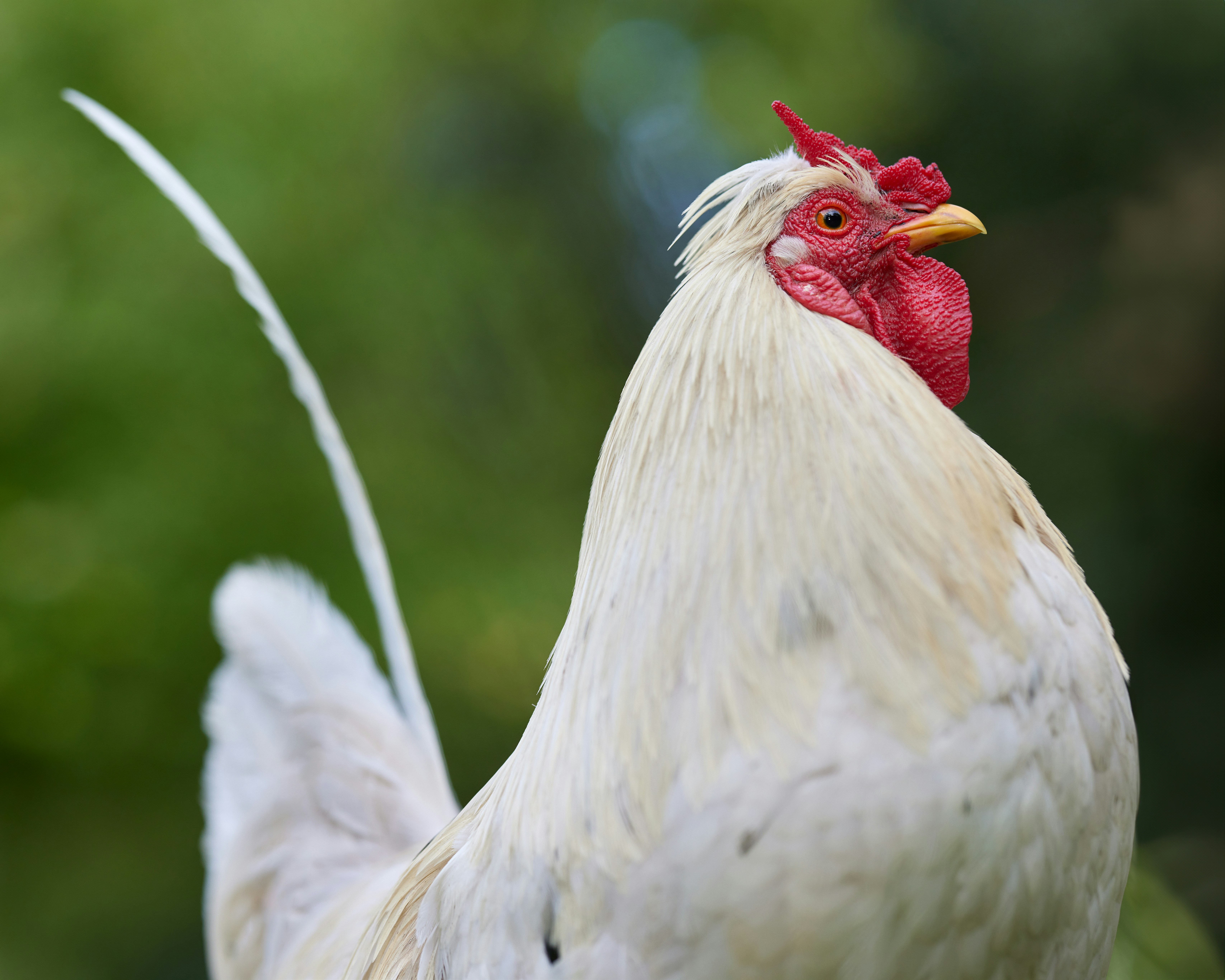 Sunlit Crest: a rooster's regal profile against a verdant backdrop