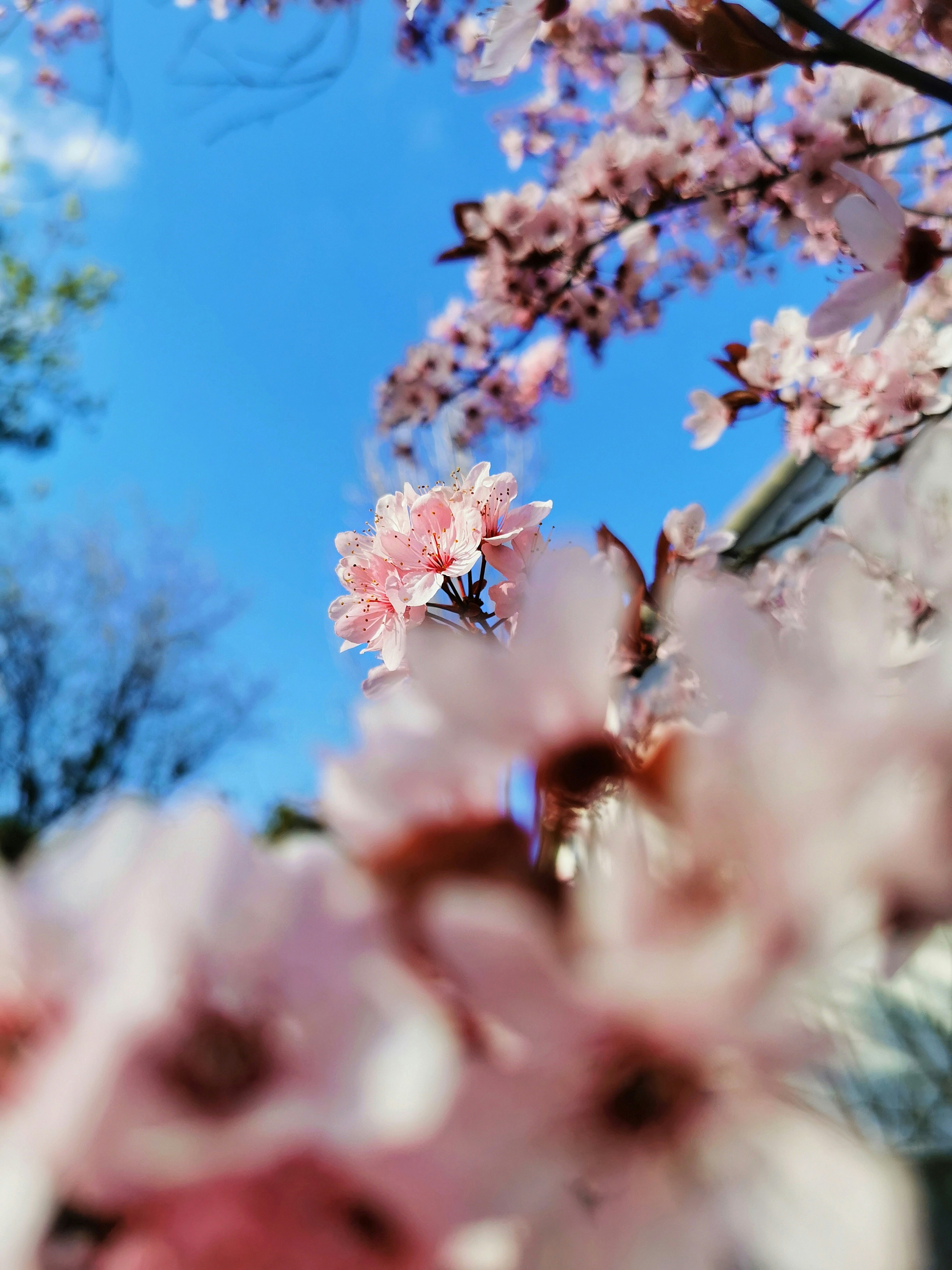 Blossom Burst in Cerulean Sky