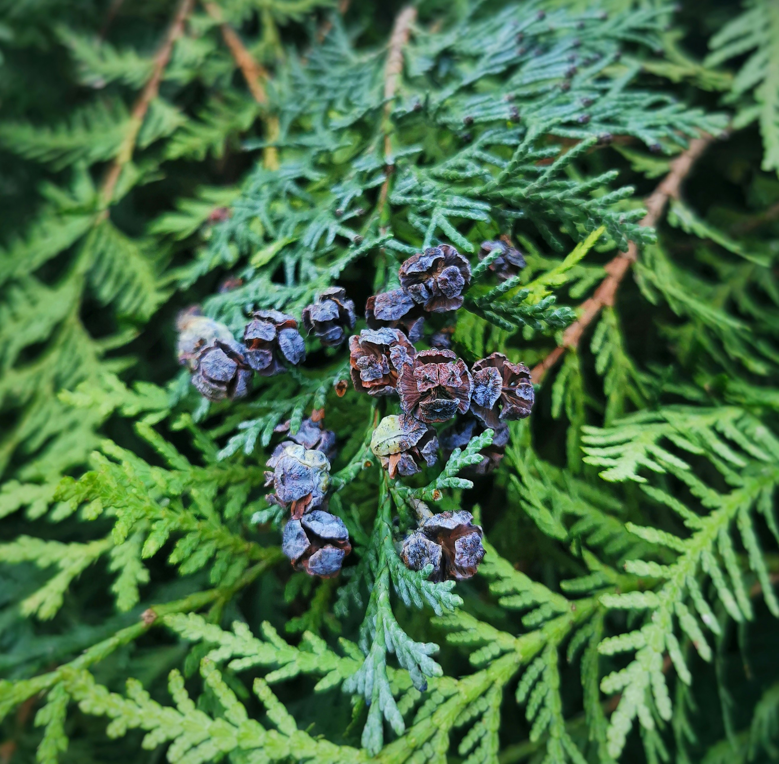 What remains of a cold hush: frosted berries among emerald fronds