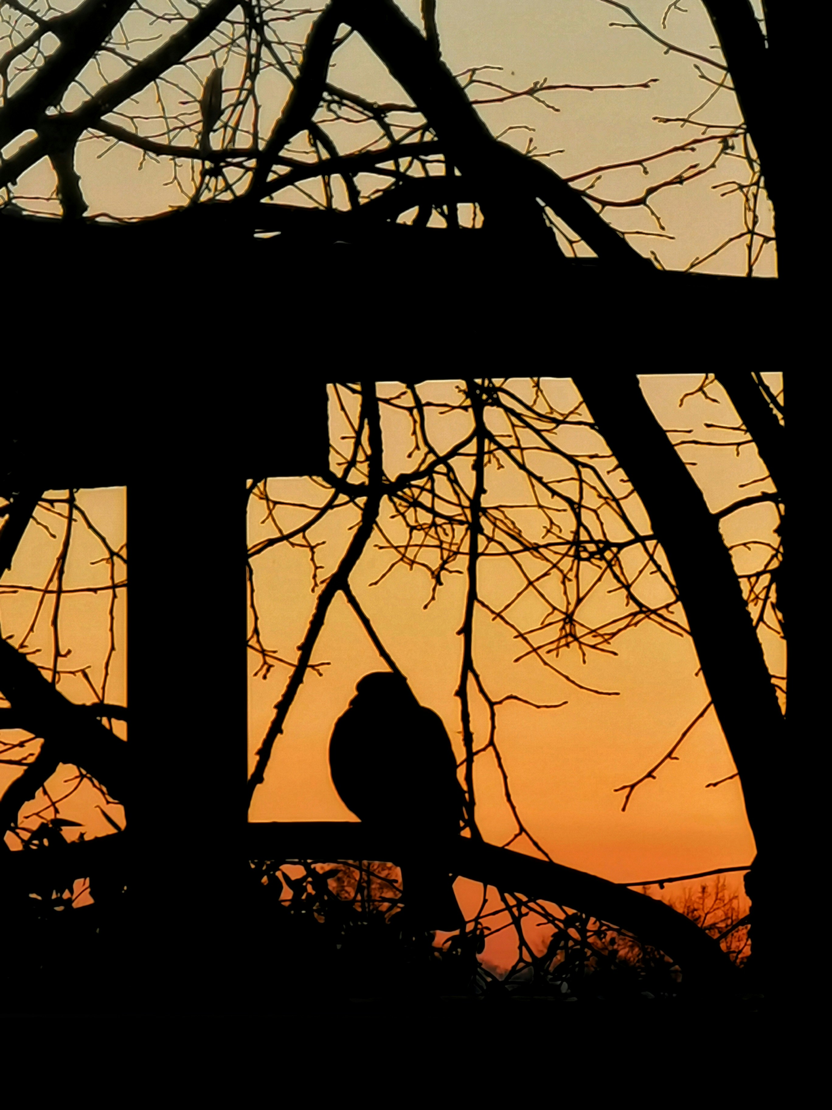 Silhouette on Sunset: A lone perched bird framed by weathered branches