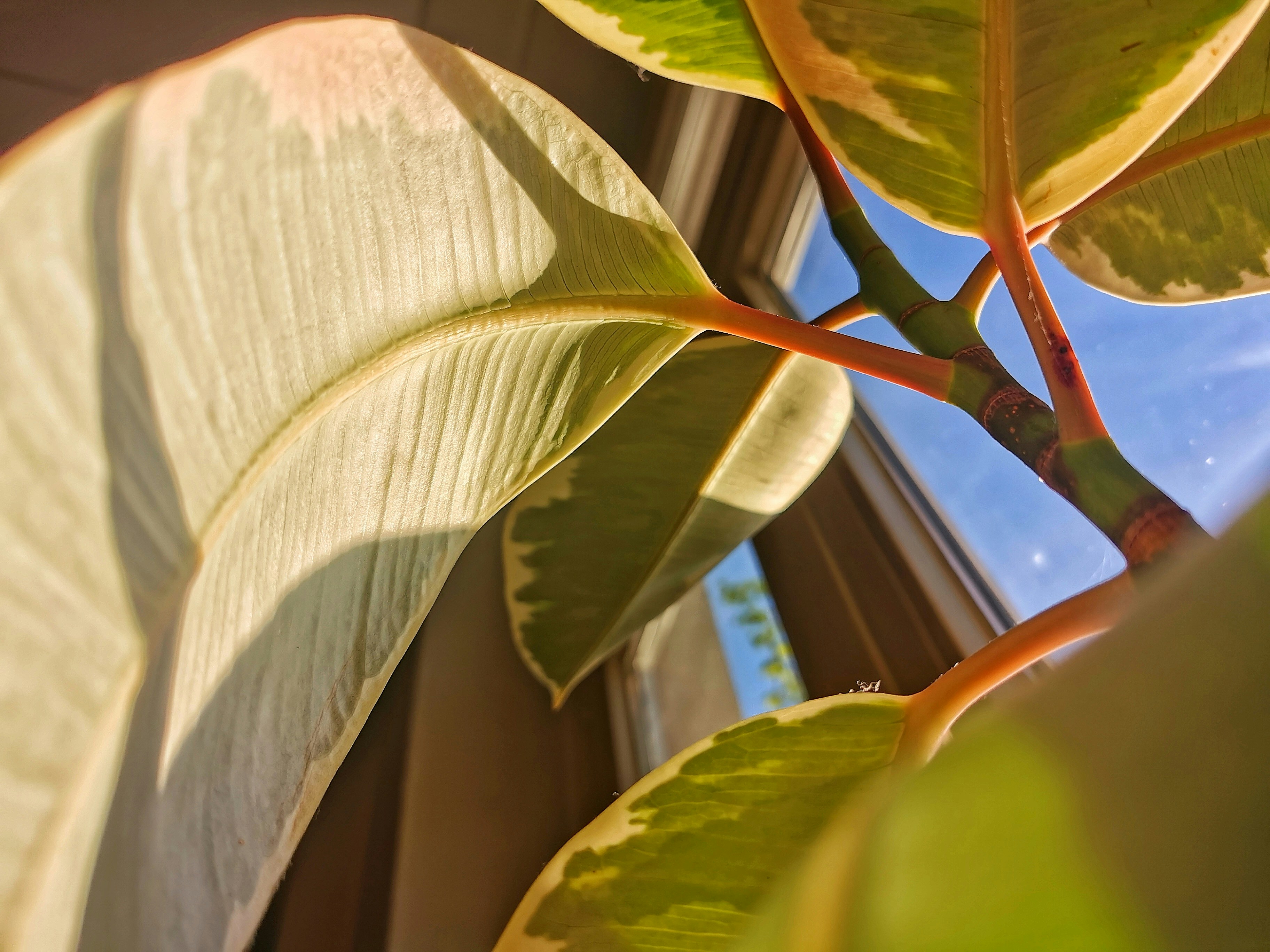 Sunlit Leaves Press Against Window Panes