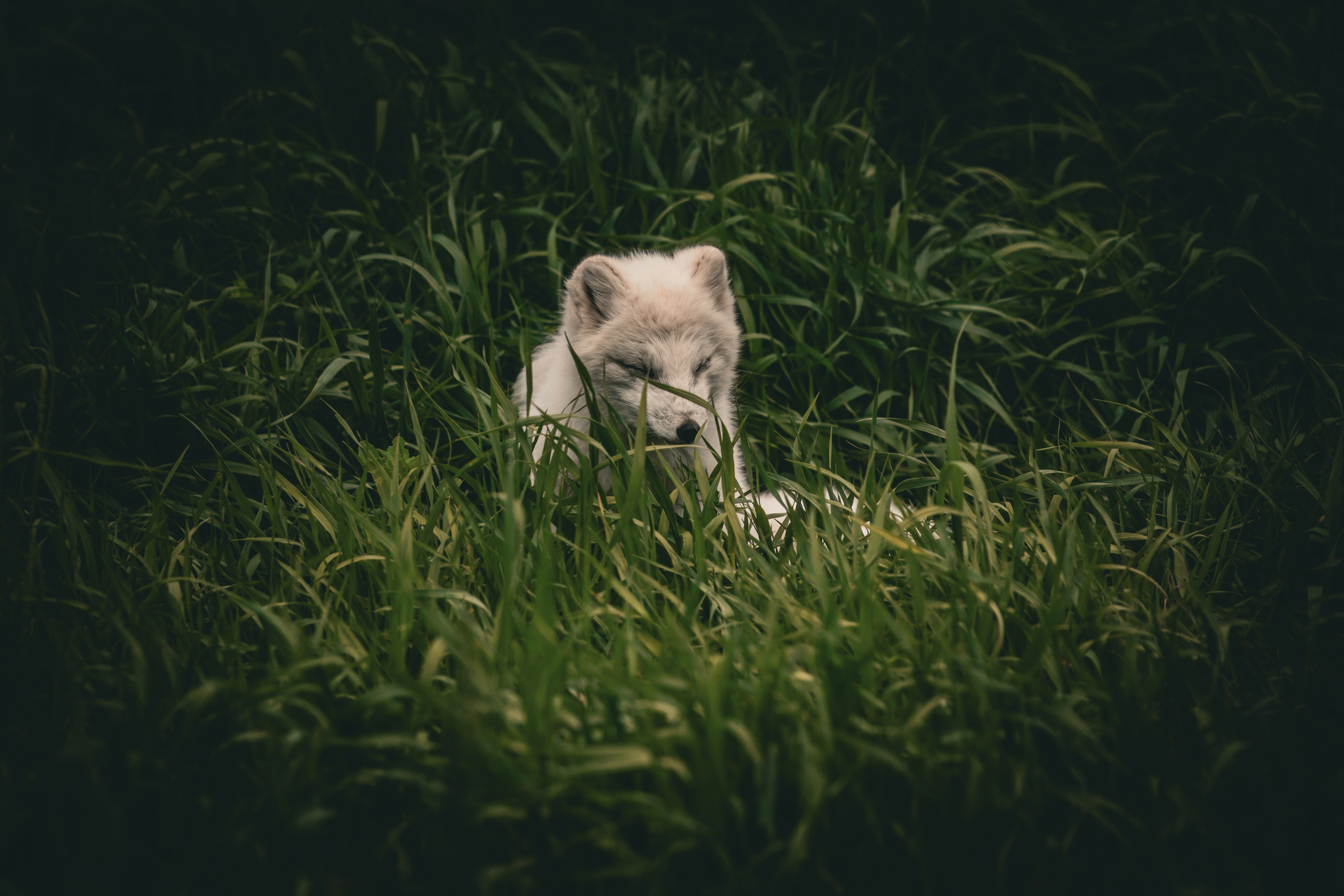 Whisper of the Pines: A Wolf Pup in Dawn’s Shadow