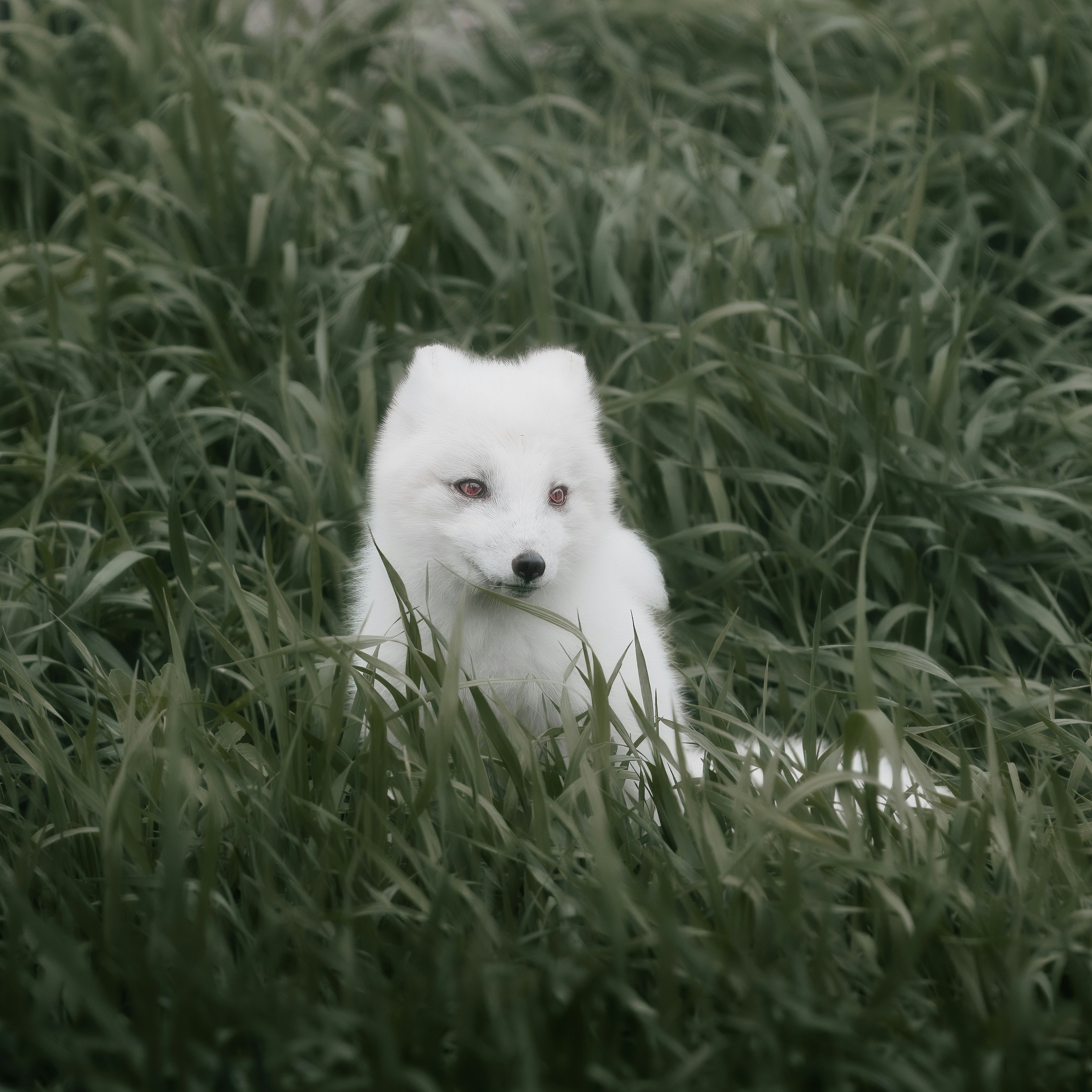 Snowy Paws in a Sea of Green