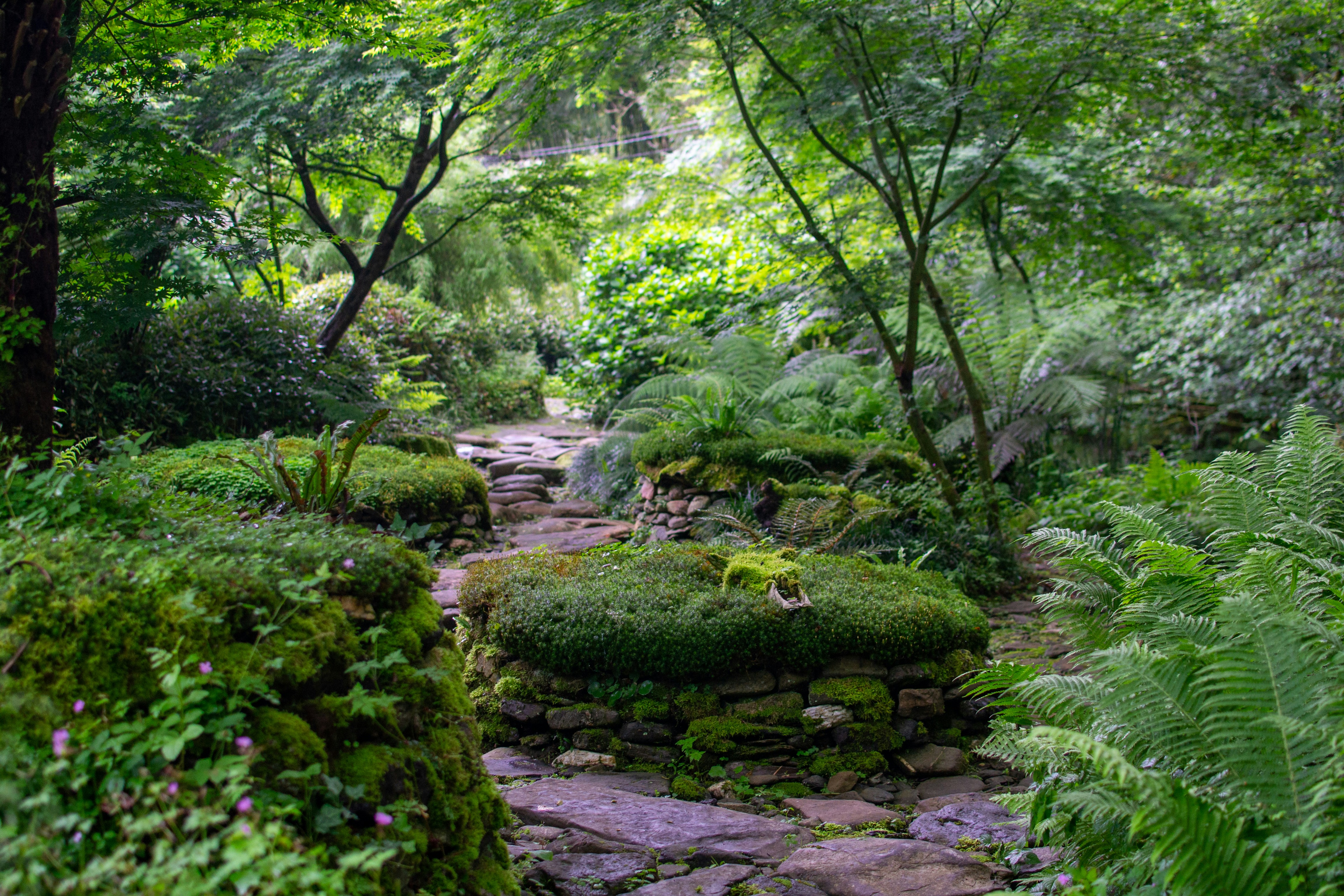 Moss-Crowned Path Through a Serene Fern Garden