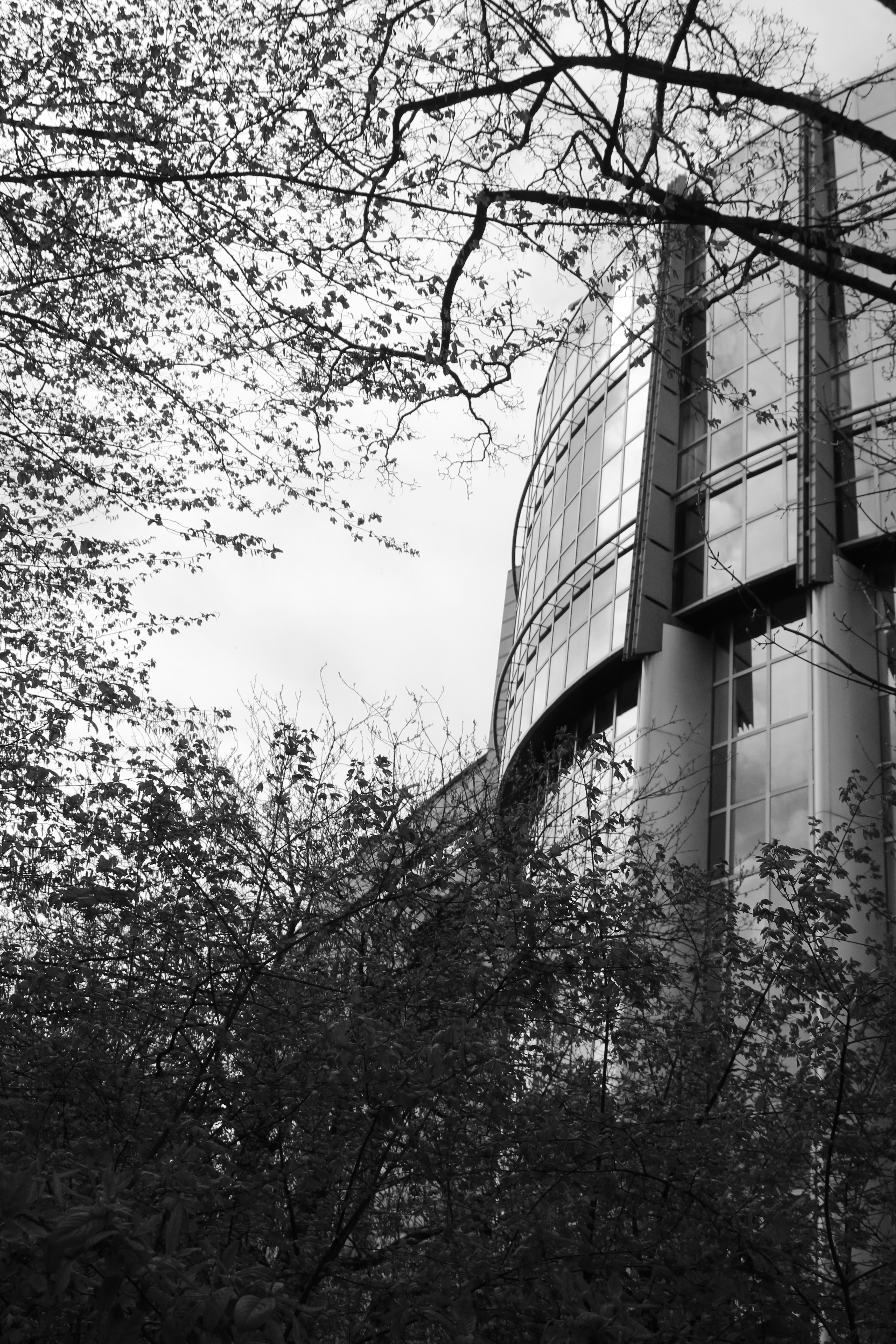 Glass and boughs: a contemporary facade peeking through the trees