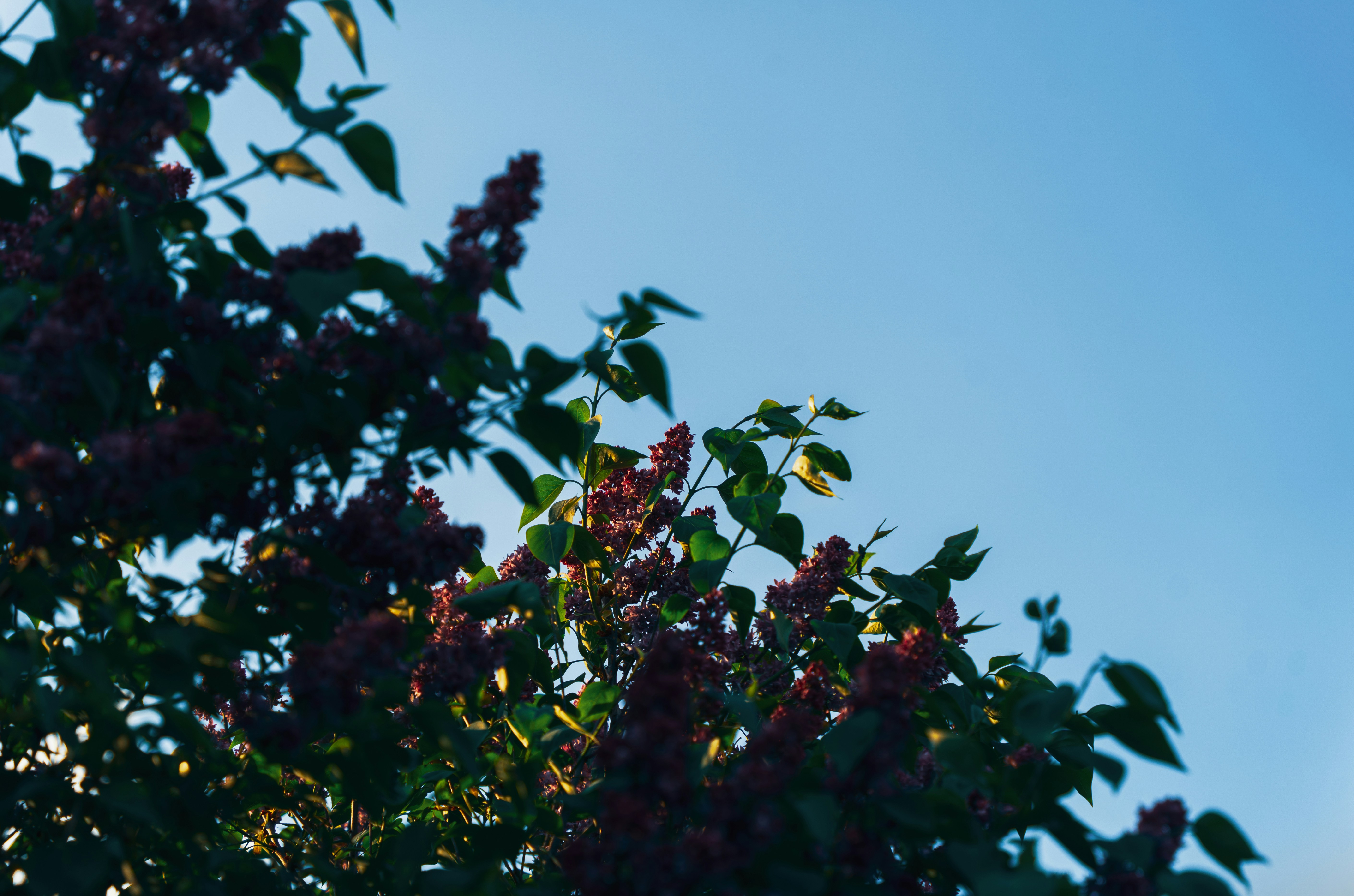 Lilac Bloom Against Cerulean Sky