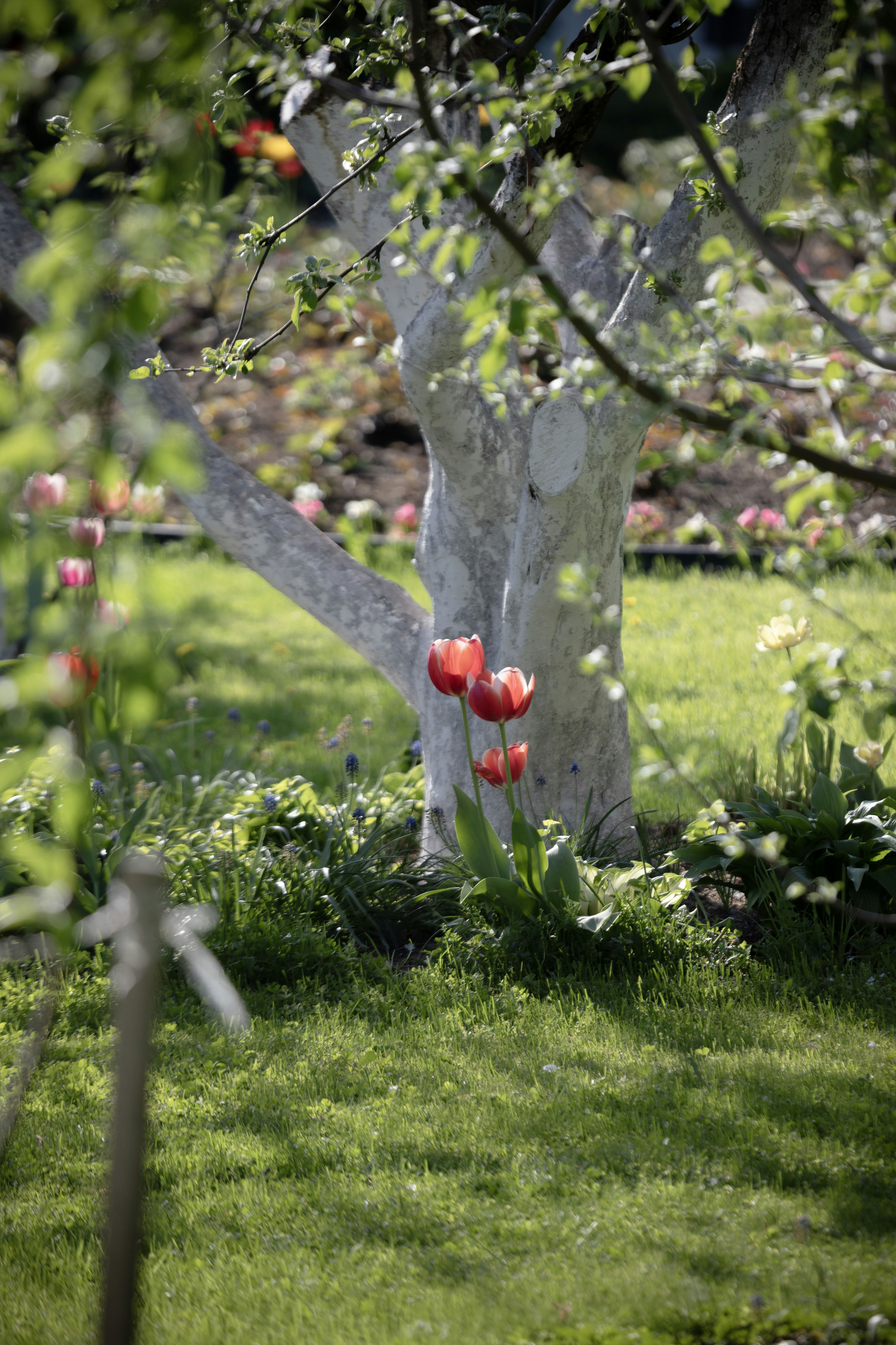 Red Tulips at the Base of a Sunlit Tree