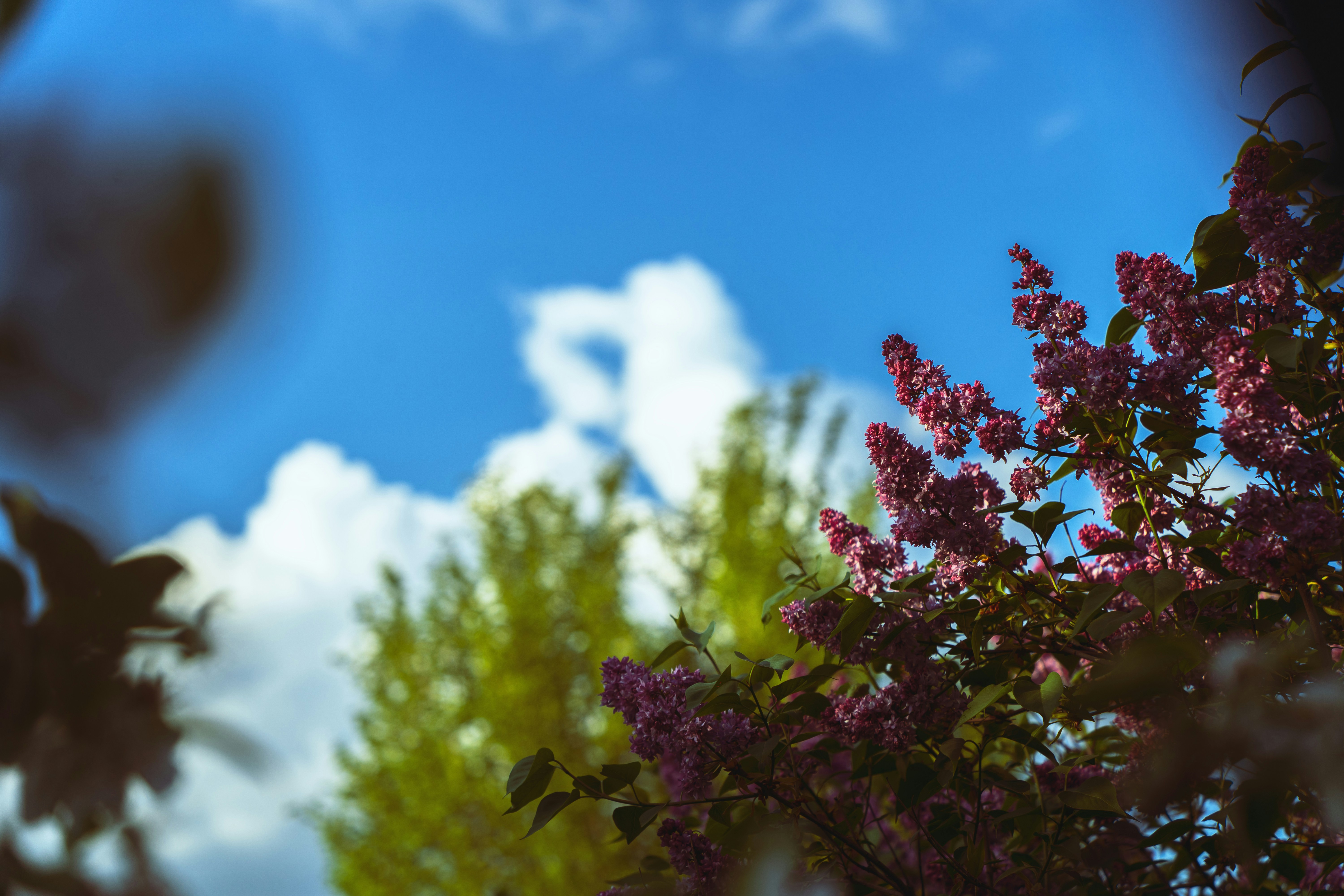 Lilac Bloom Framing the Open Sky