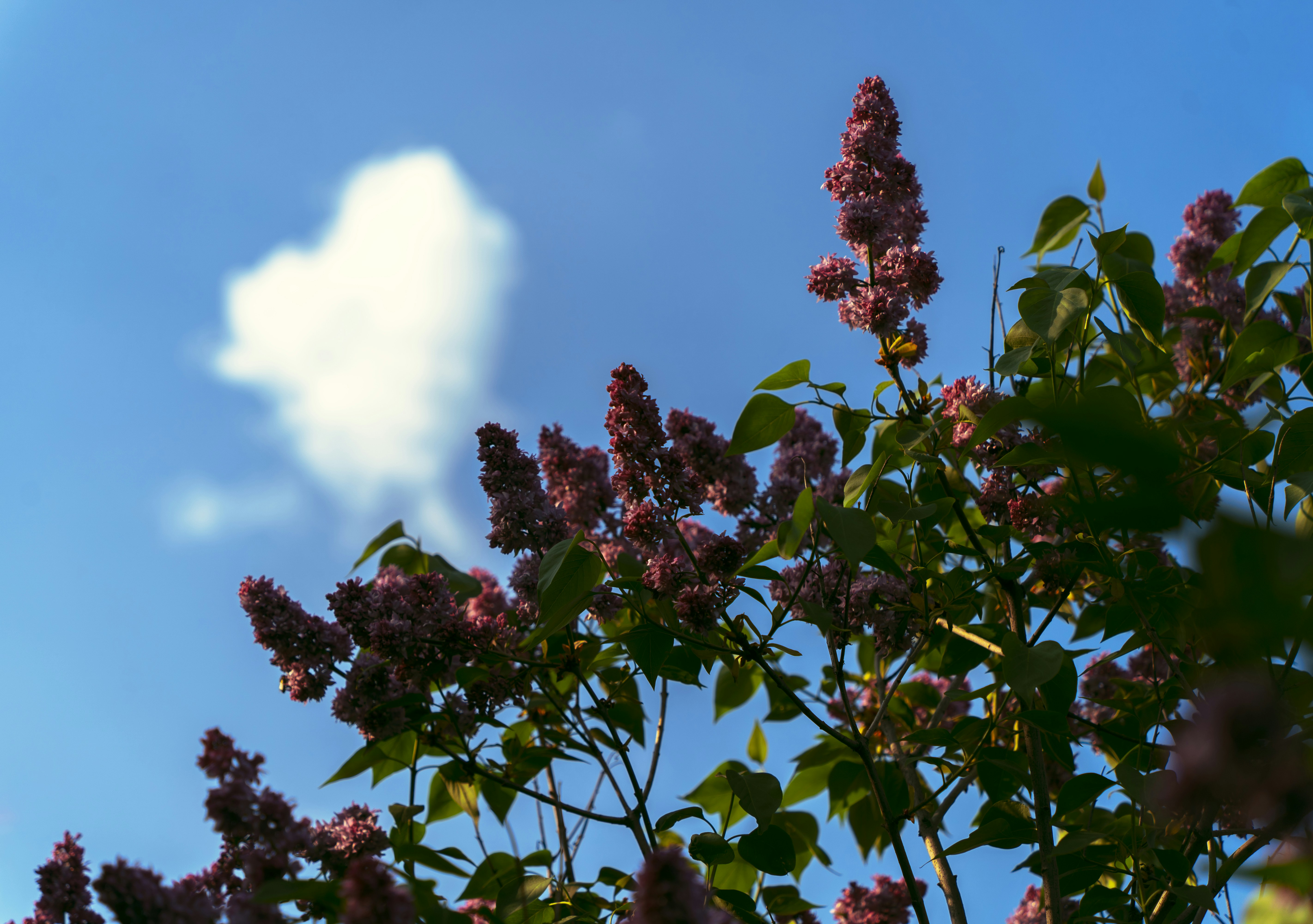 Blue Sky, Lilac Spray: A Sunlit Branches Portrait