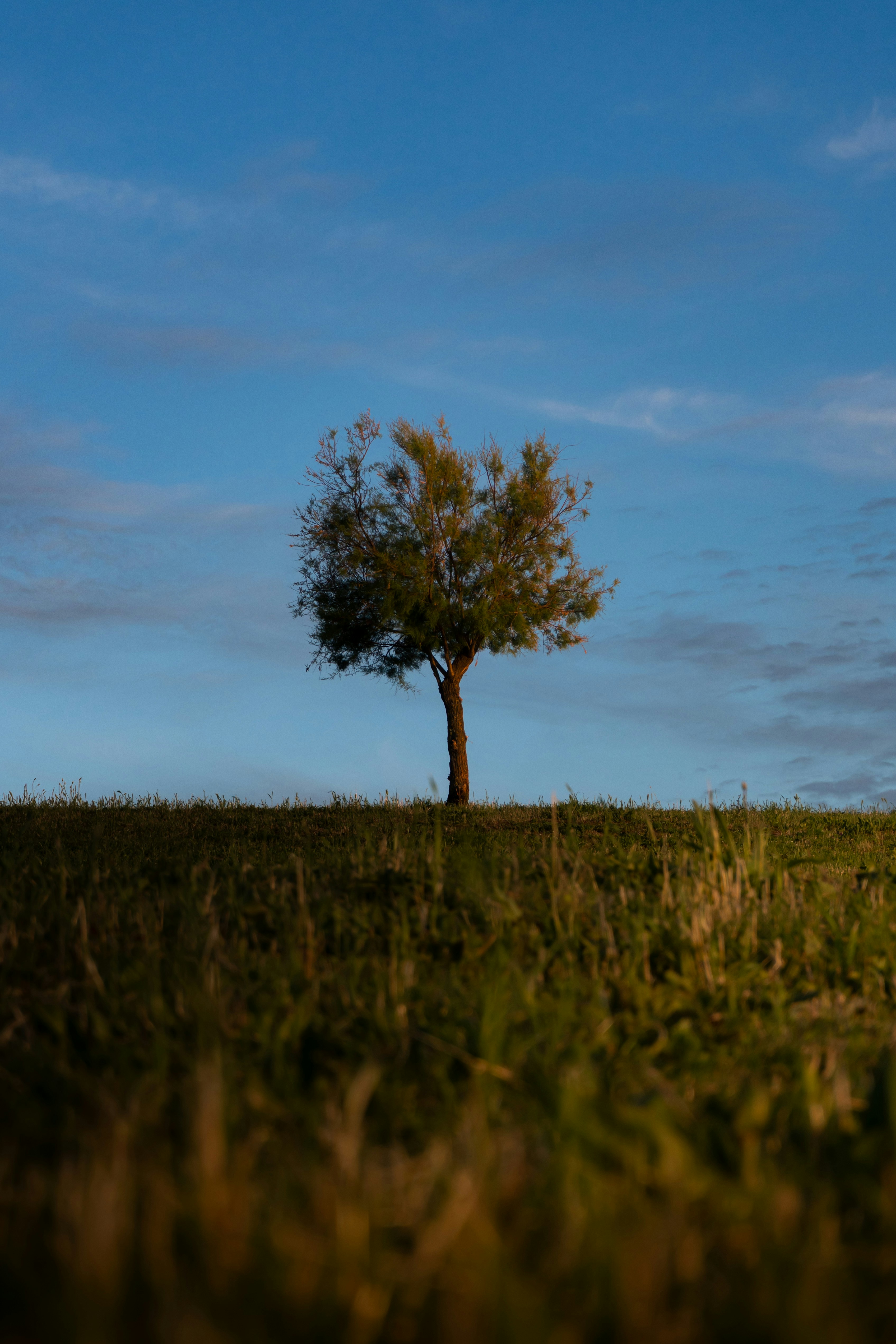  Lone Tree on the Horizon: Quiet Contemplation Under a Wide Sky