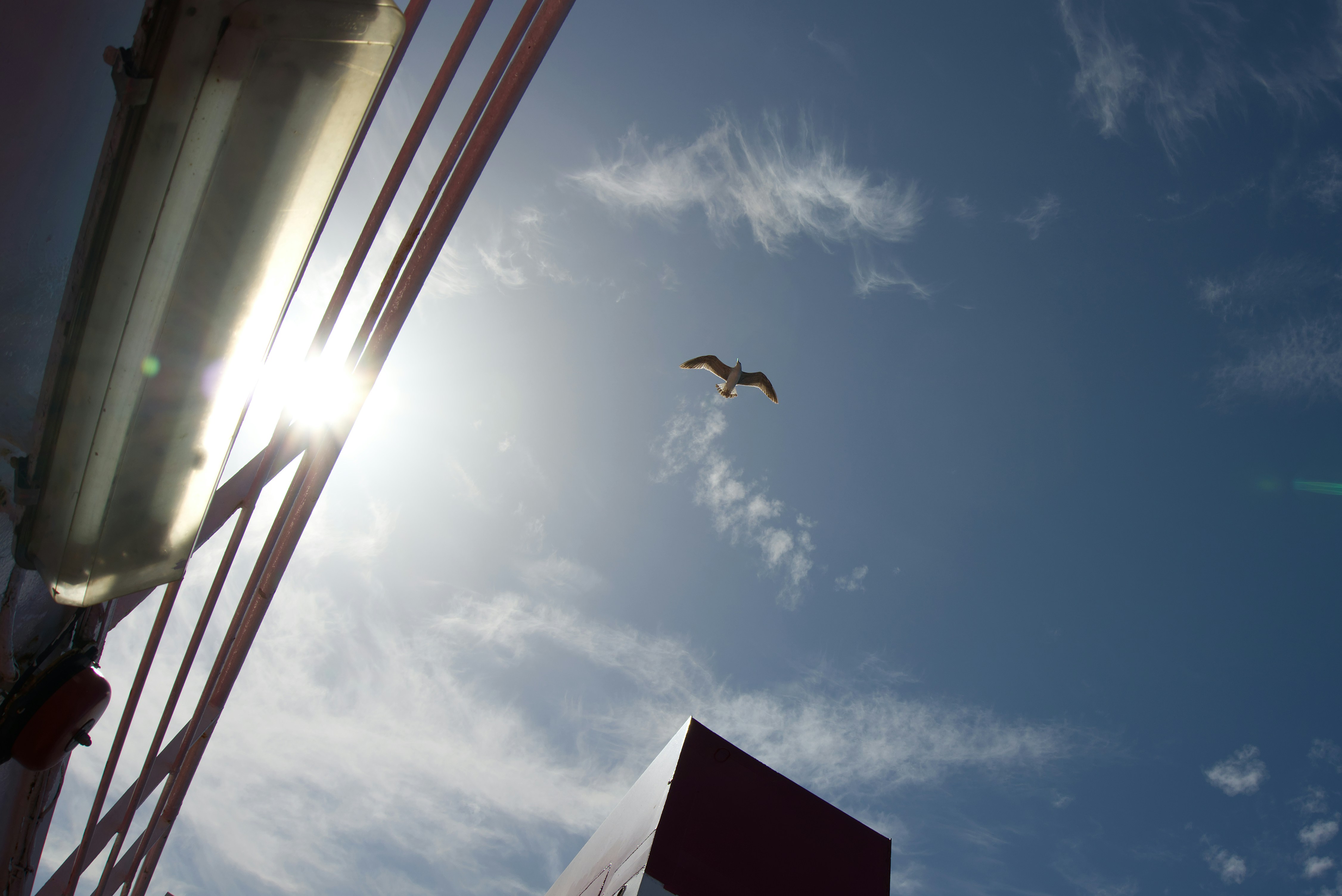 Soaring Solo: A Seagull Against a Modern City Sky