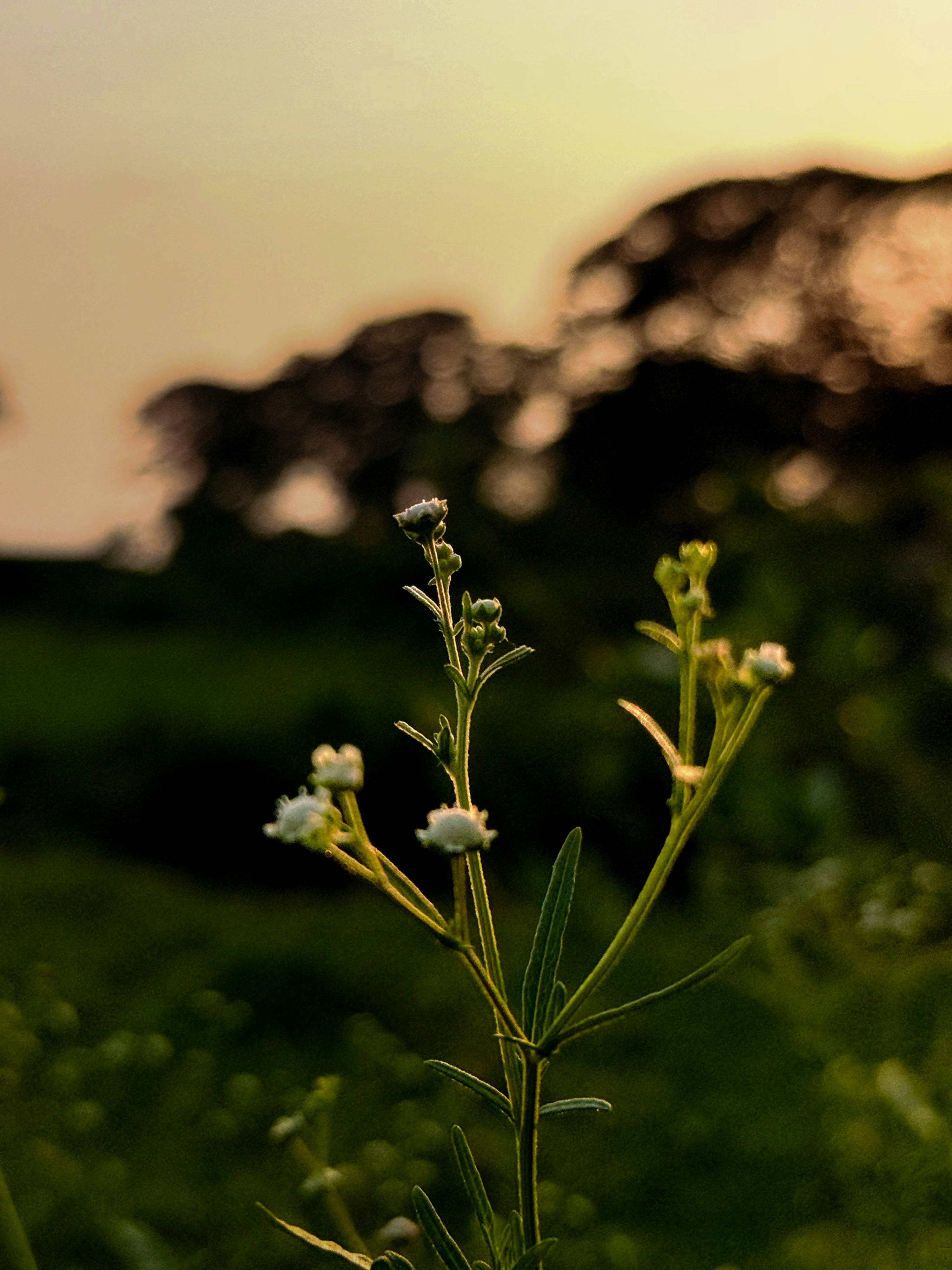 Stem in Evening Glow: A Solo Wildflower Reaches for the Sunset