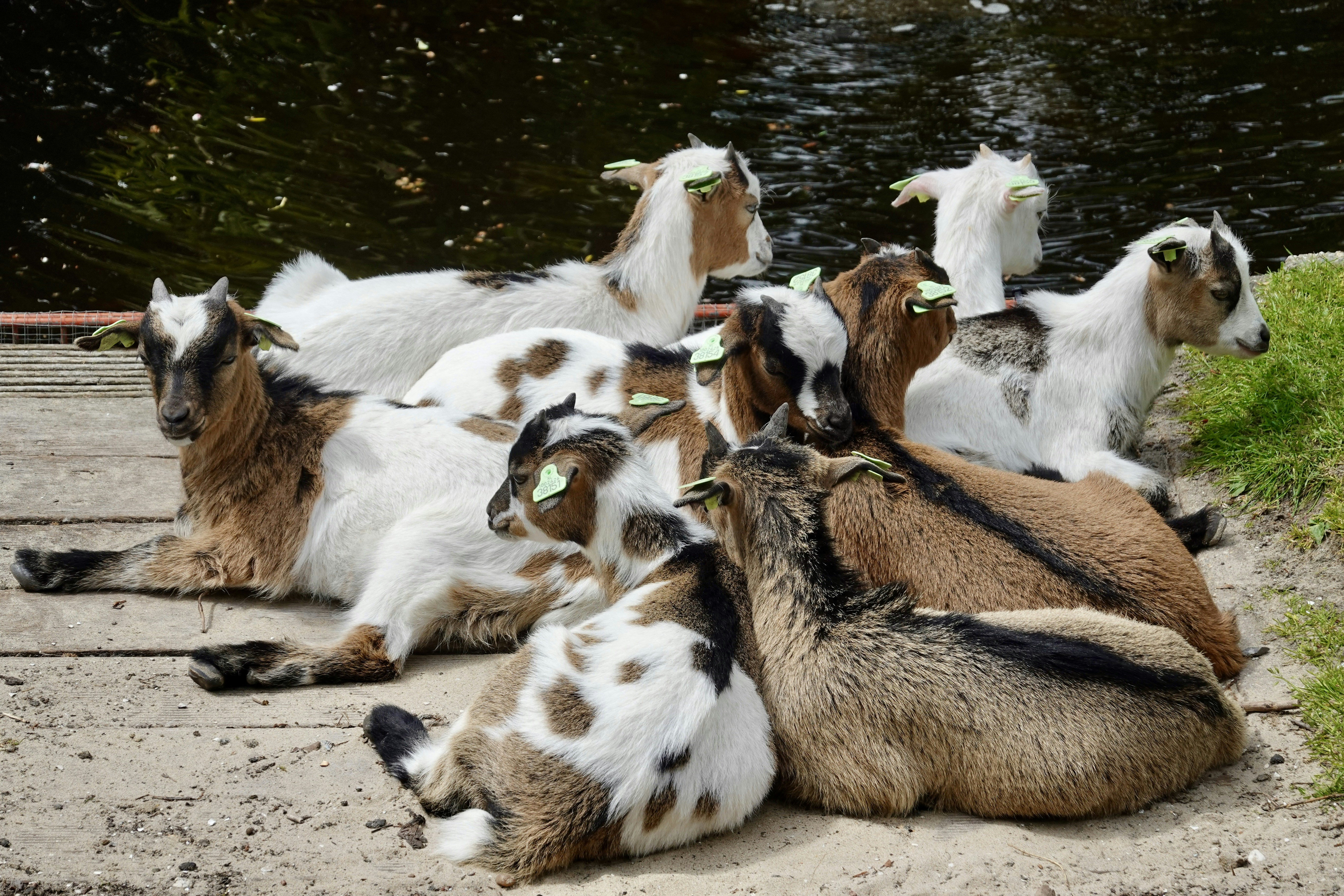 Huddle of Caprine Companions Resting by the Water