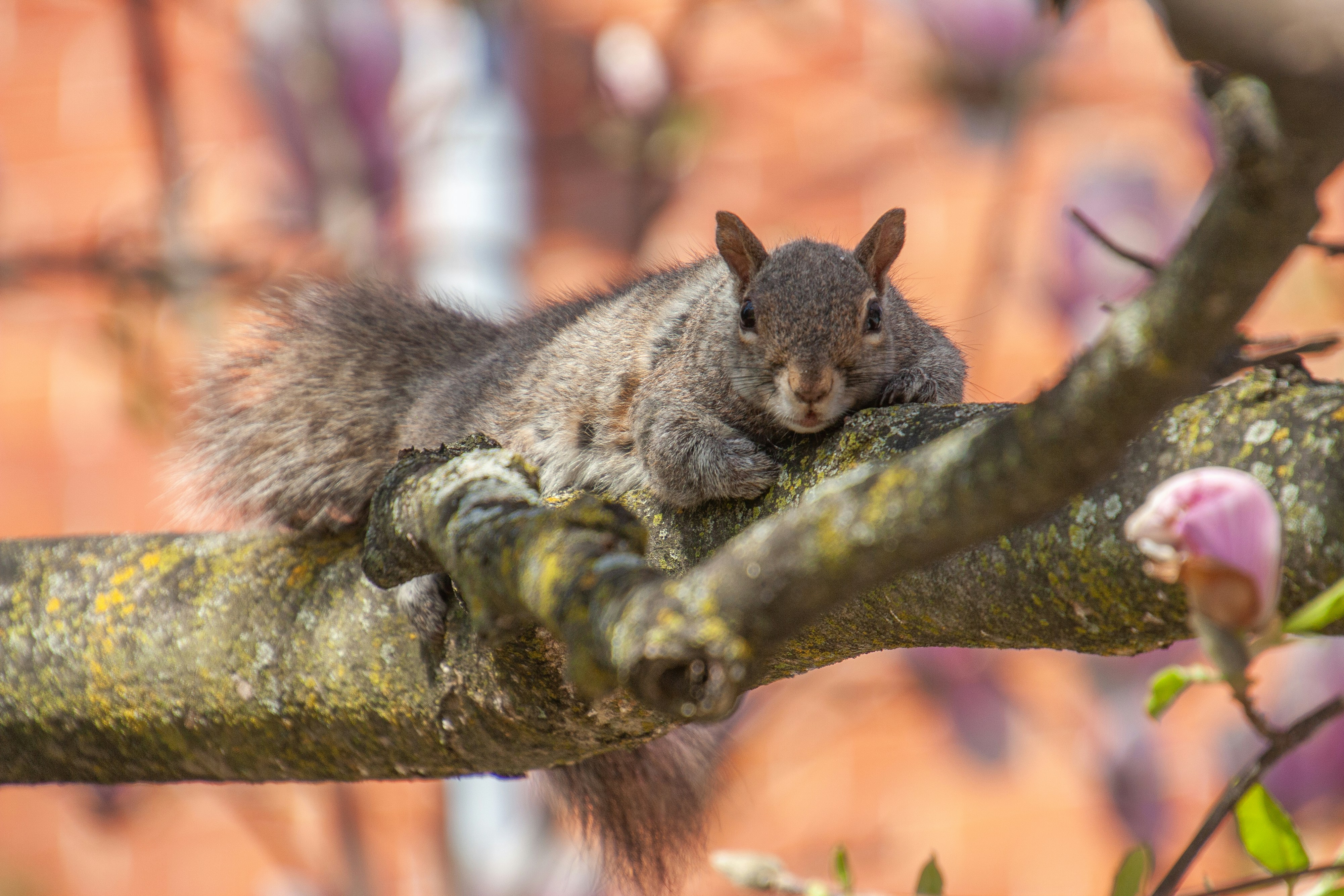Squirrel Pause on a Mossy Branch