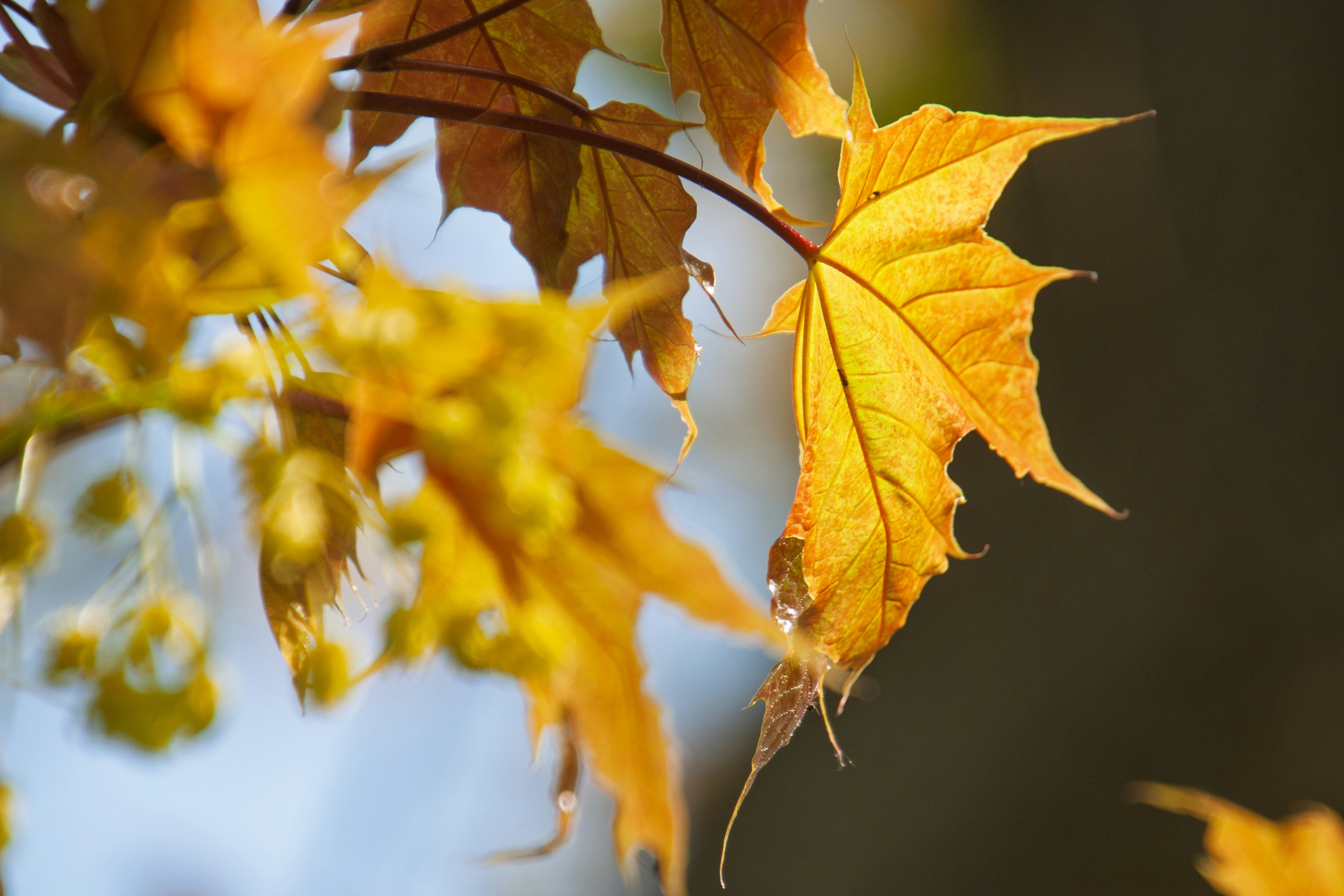 Amber Leaf in Autumn Light