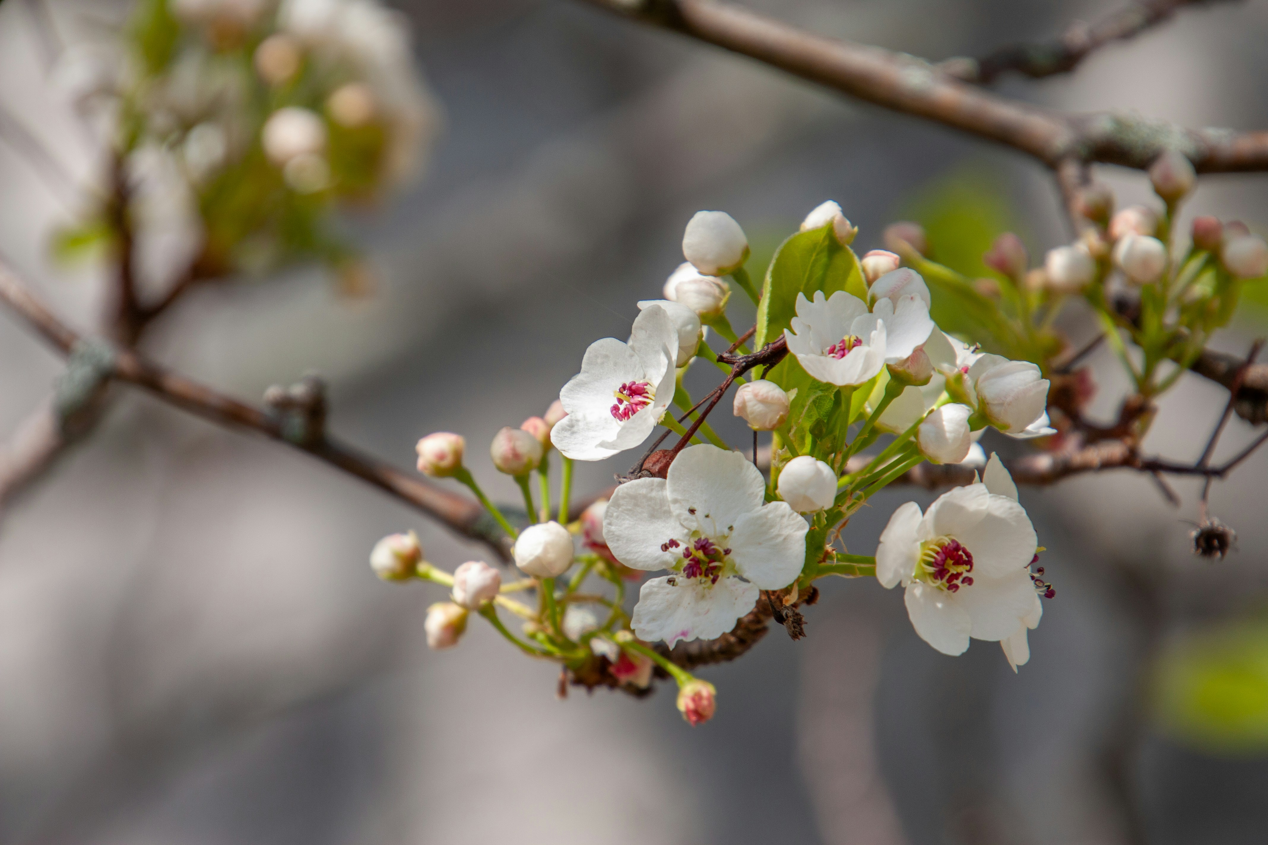 Blossoms in Focus: a delicate cluster of spring blooms