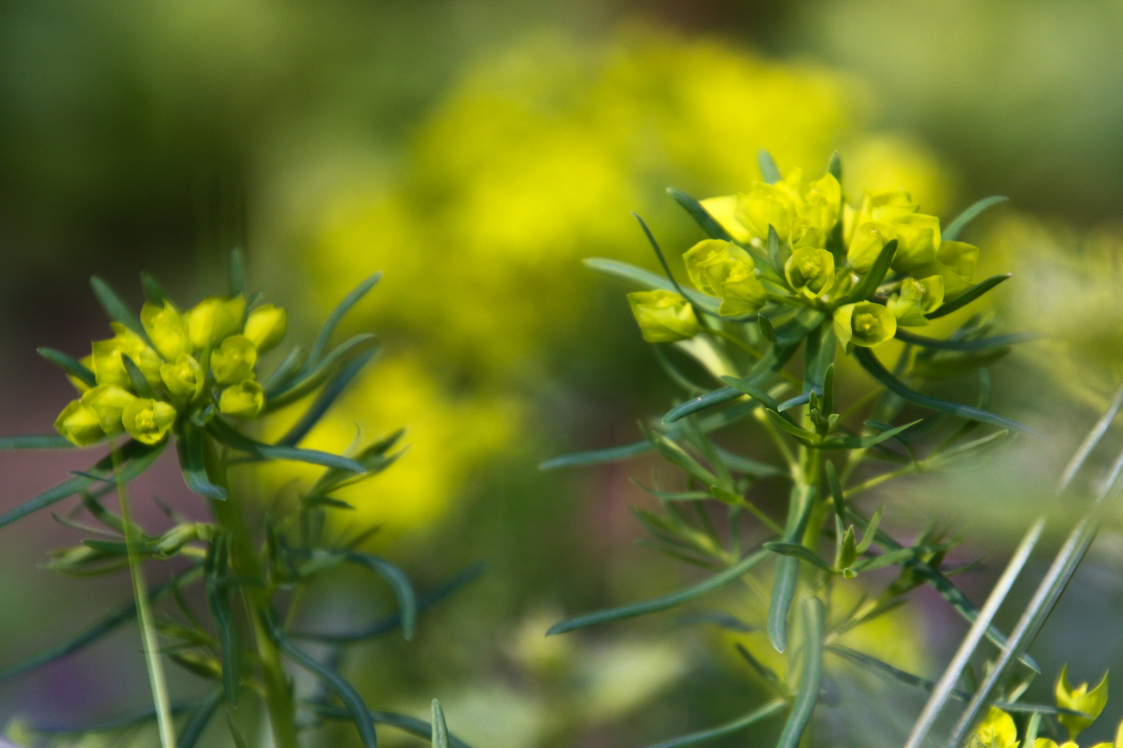 Sunlit Yellow Florals in a Soft-Blurred Garden