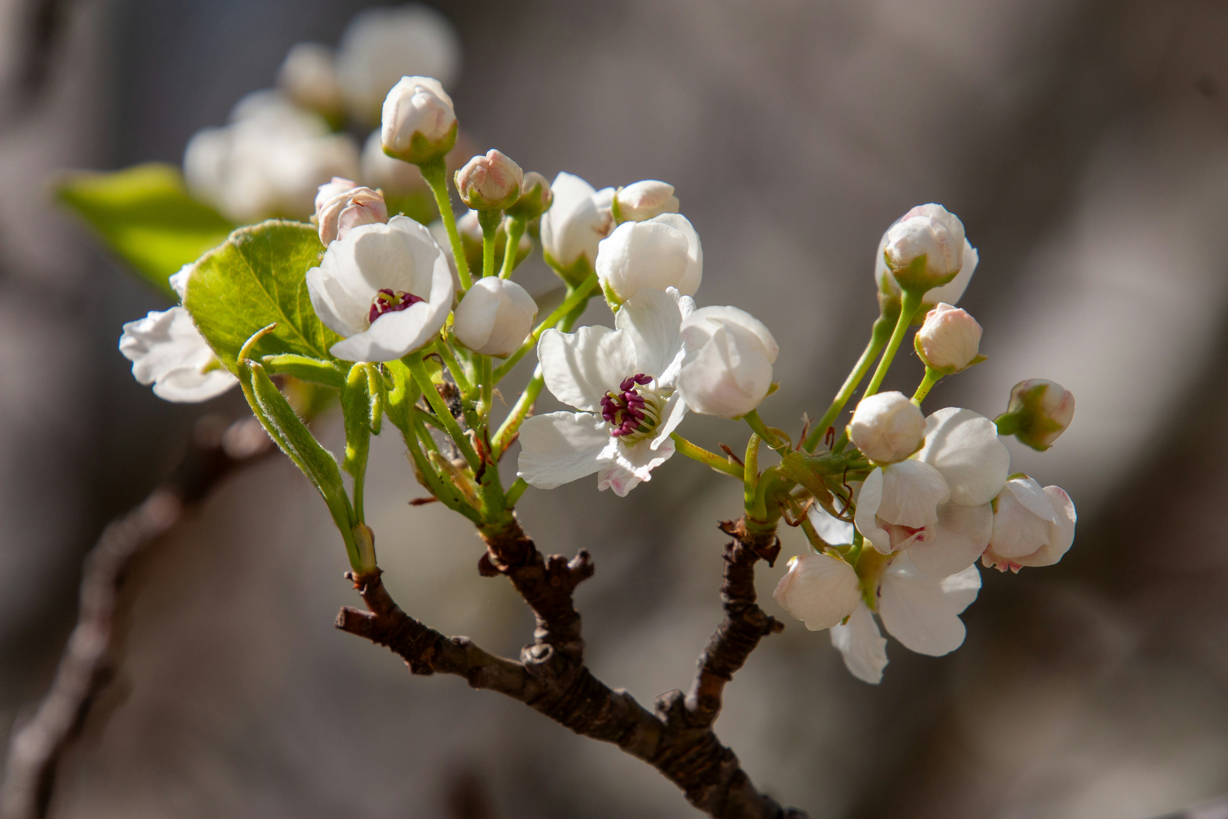 White blossom cluster on a budding branch in soft-focus garden light