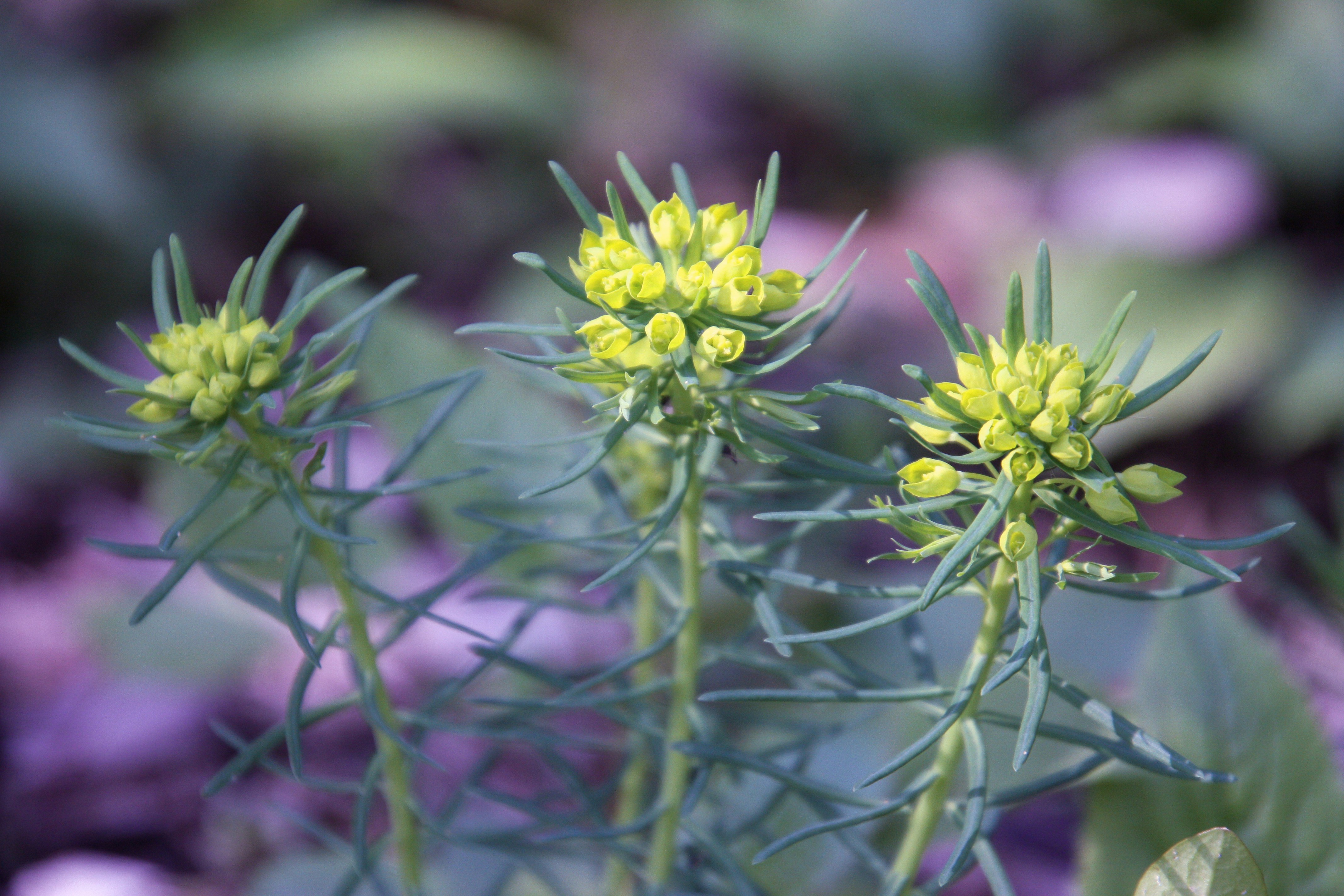 Yellow-flowered umbels rising above textured green stems